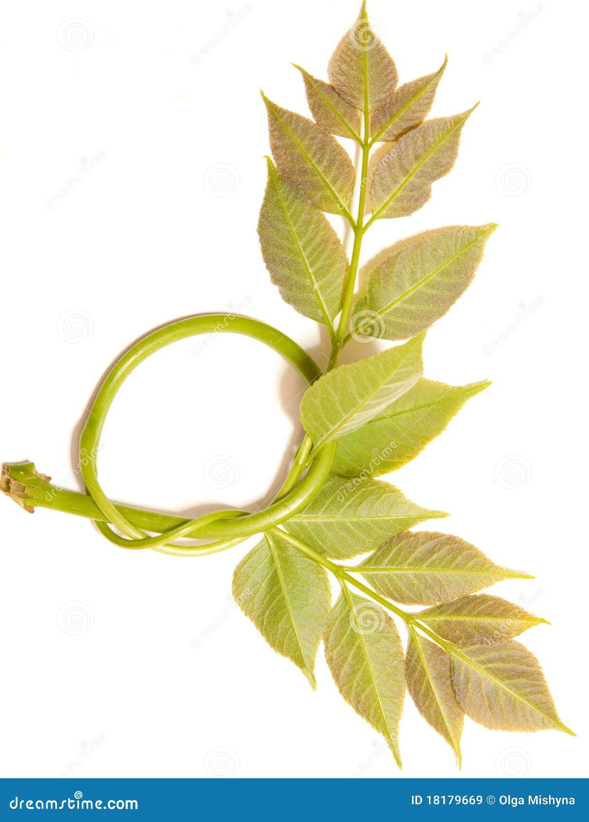 Isolated Circle Composition from Ash Branch Stock Image - Image of ...