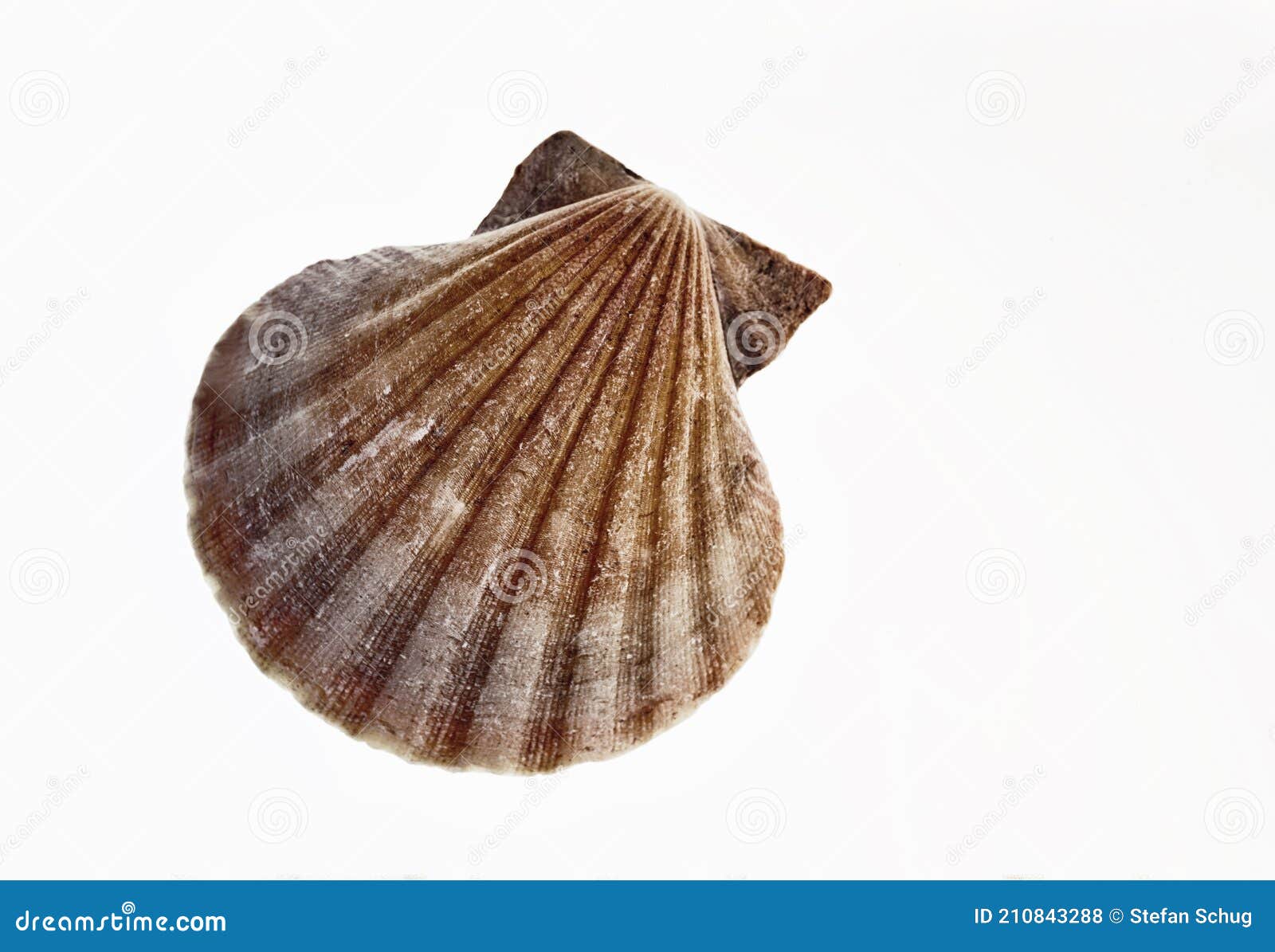 Isolated Shell Beauty stock photo. Image of seashell - 210843288
