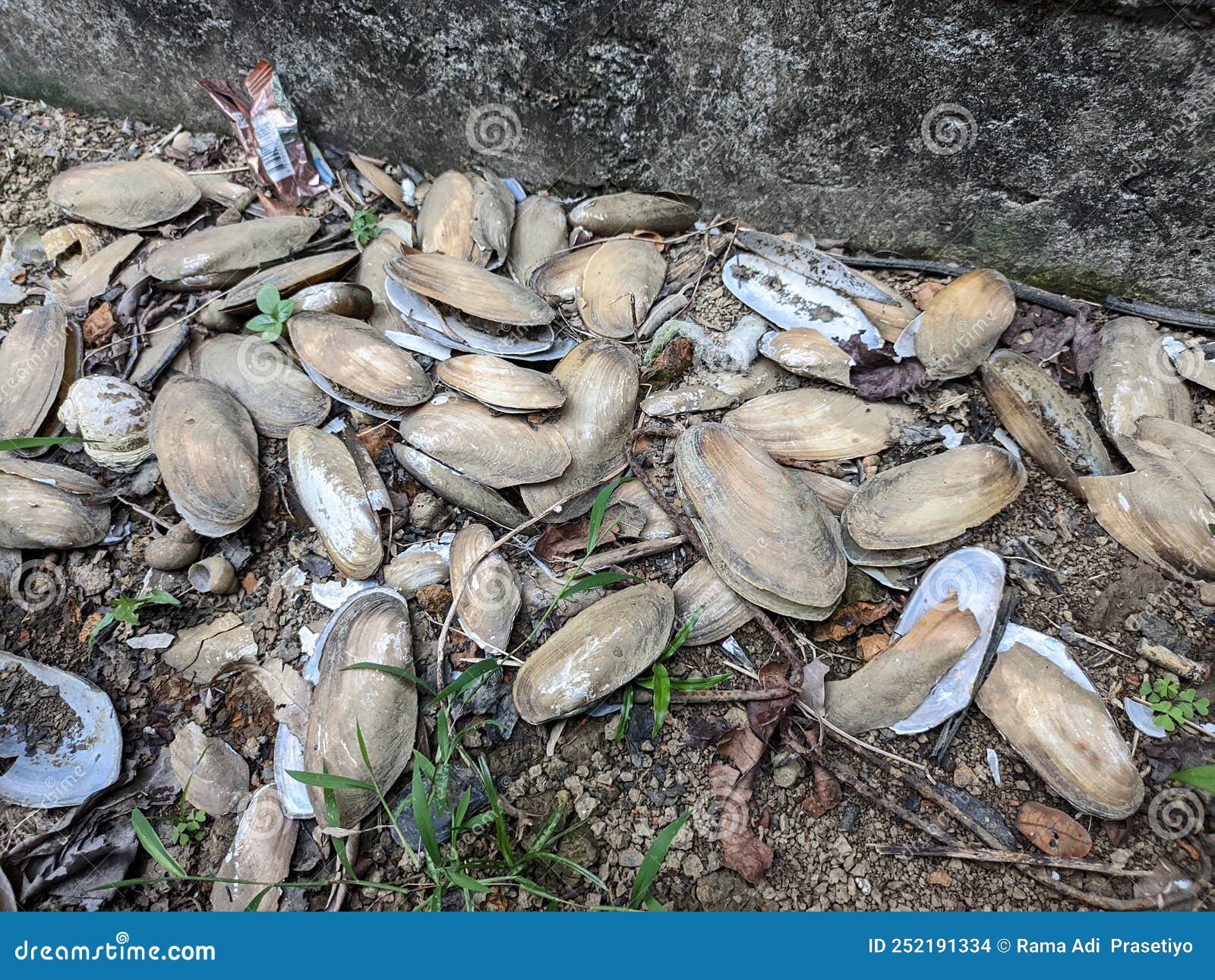 Isolated Shells are Found at Ground Level. Stock Photo - Image of ...
