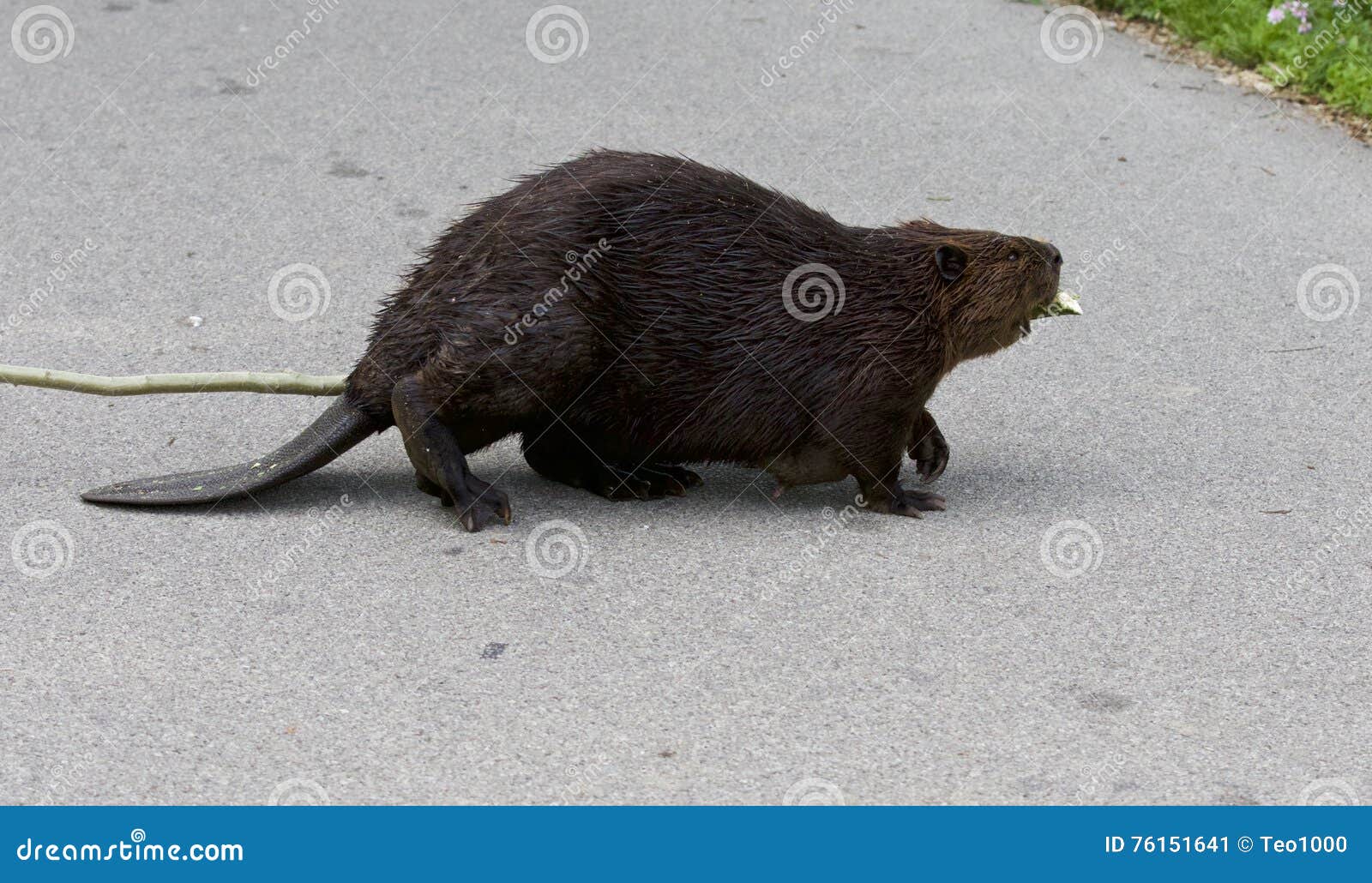 Isolated Close Image with a Funny Canadian Beaver Going Across the Road ...