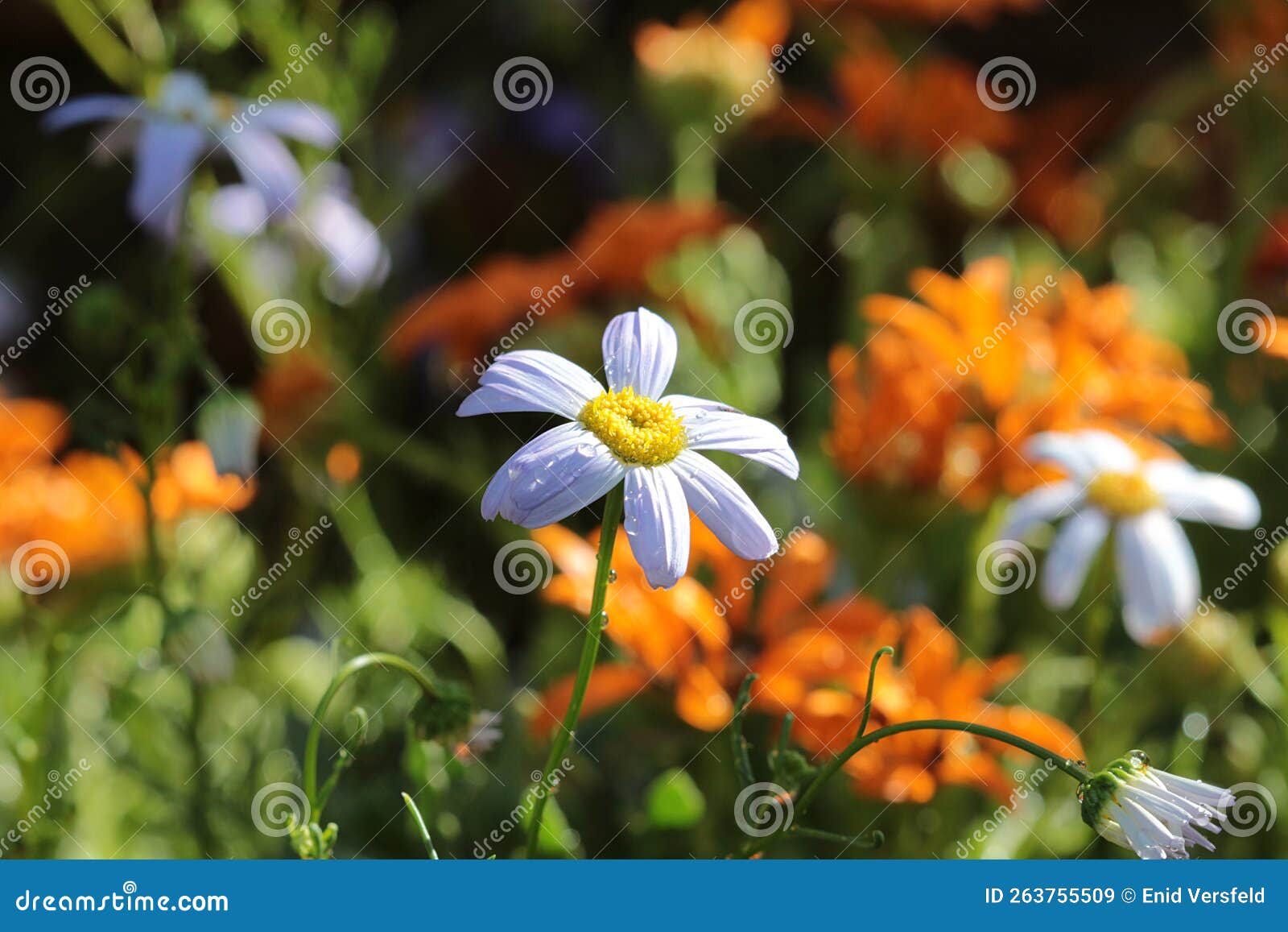 Close-up of a Beautiful White Swan River Daisy Stock Image - Image of ...