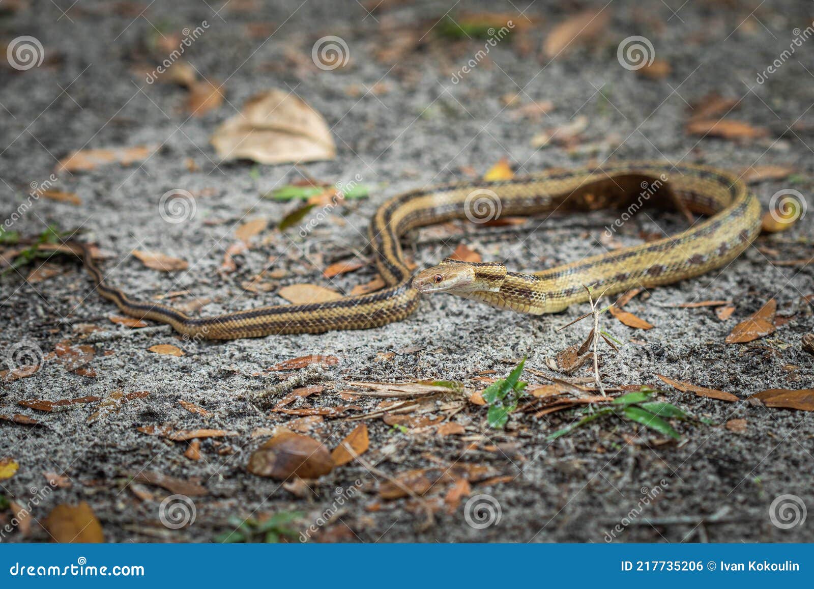 Isolated Close Up Portrait of Eastern Yellow Ratsnake Stock Photo ...