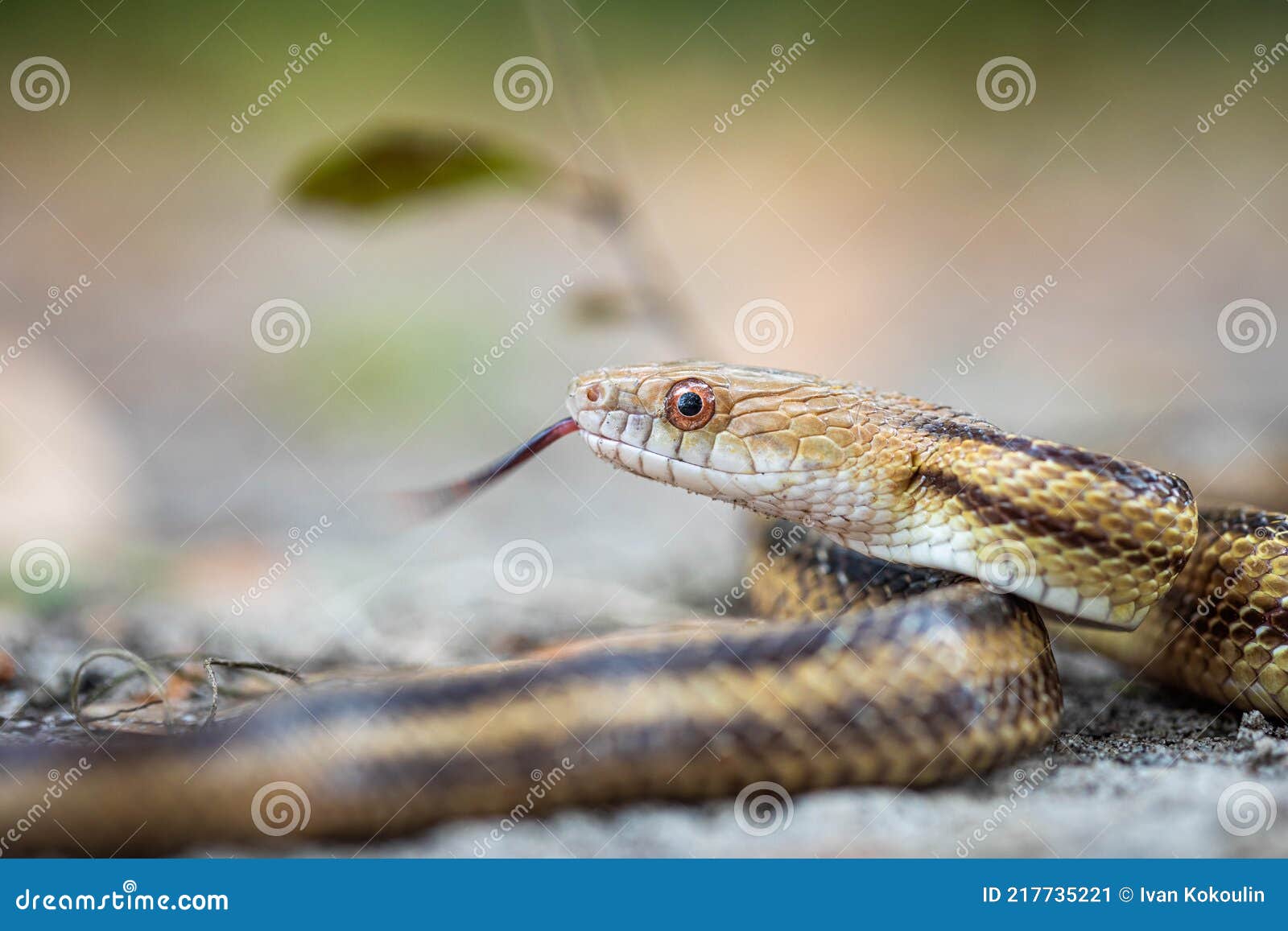 Isolated Close Up Portrait of Eastern Yellow Ratsnake Stock Image ...