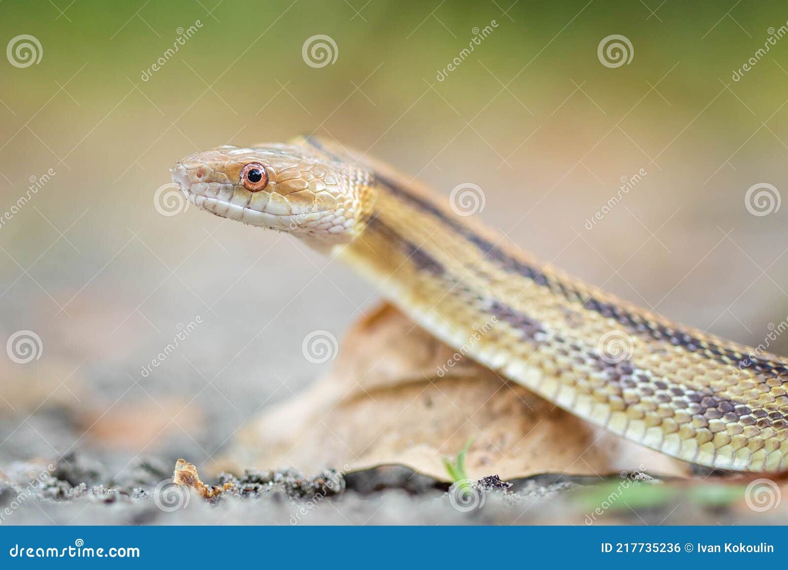 Isolated Close Up Portrait of Eastern Yellow Ratsnake Stock Photo ...