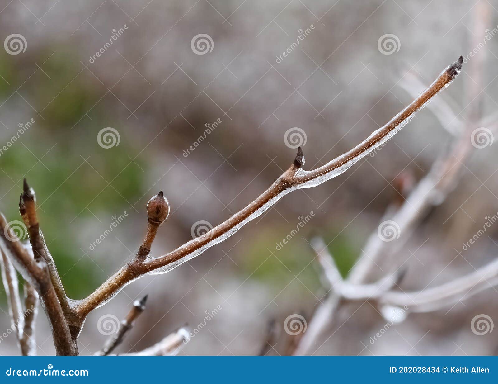 A Dogwood Tree Branch during an Ice Storm Stock Photo - Image of ...
