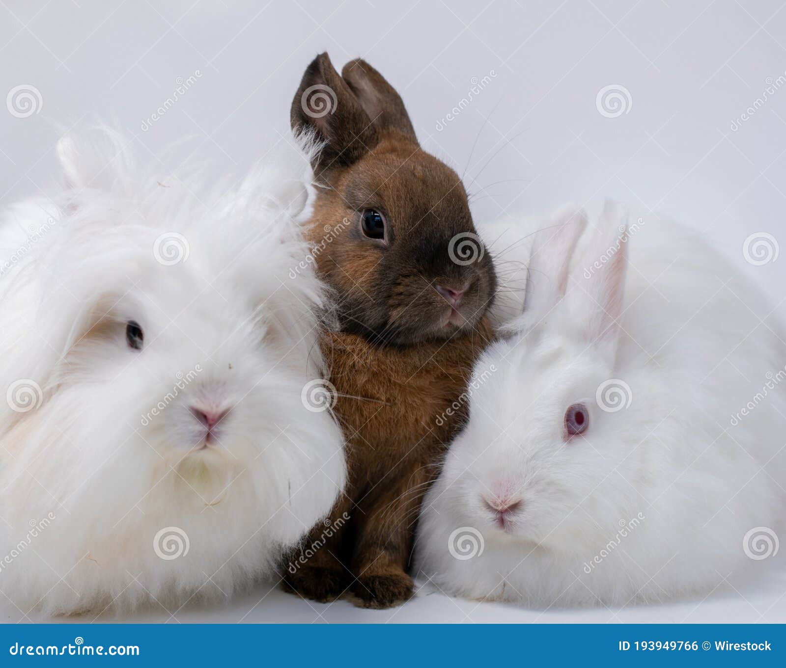 Isolated Closeup Shot of Fluffy Brown and White Rabbits Stock Photo ...