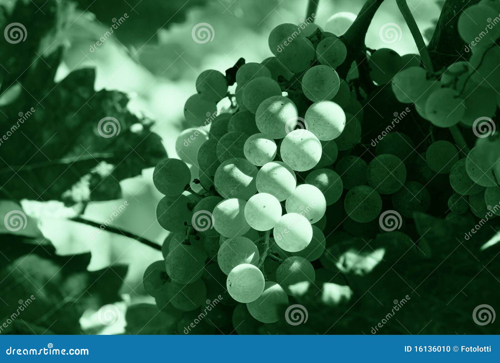 Isolated cluster of grapes stock photo. Image of grapes - 16136010