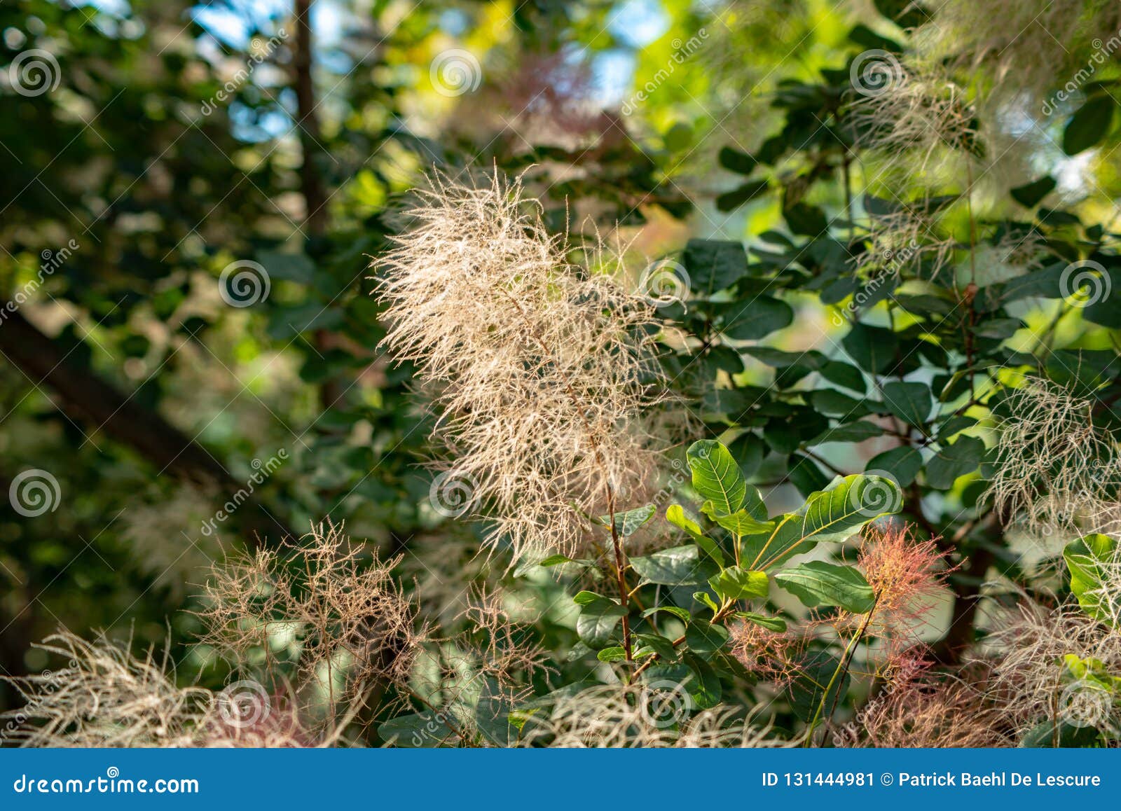 Isolated Cluster of Seeds on a Branch Stock Image - Image of falls ...