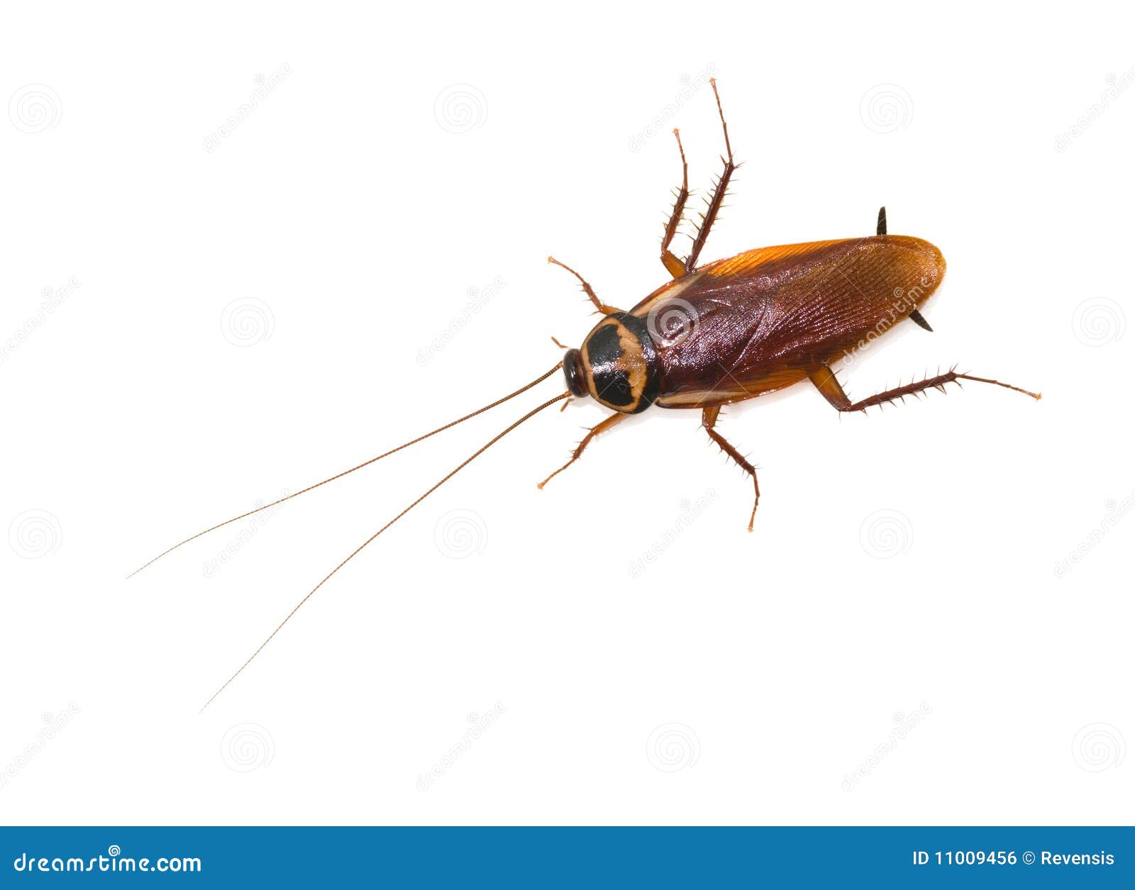 Isolated Cockroach on White Background Stock Photo - Image of macro ...