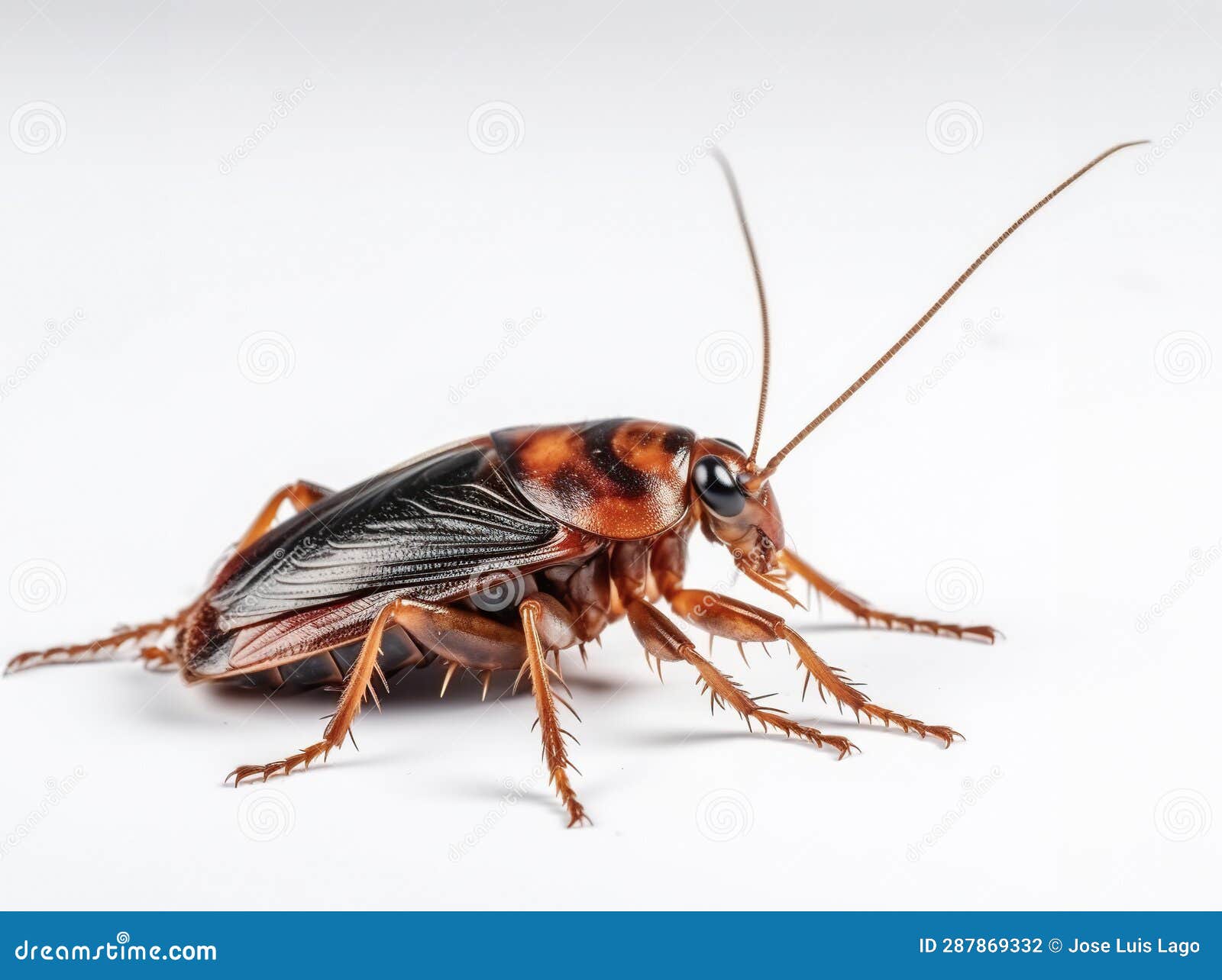 Isolated Cockroach Icon On White Background. Vector Black Insect ...
