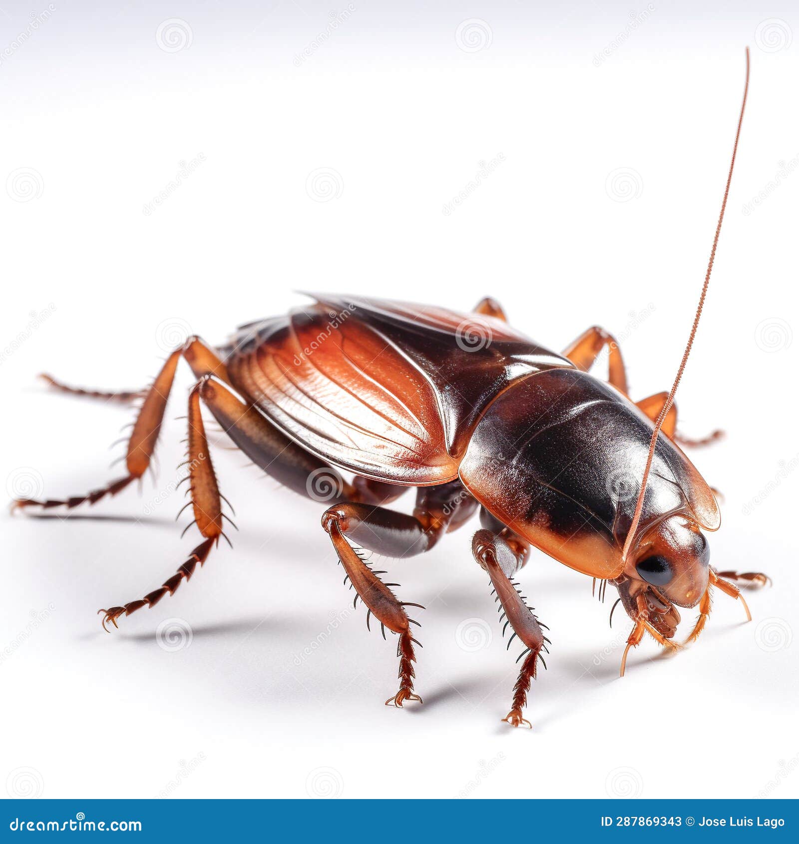 Isolated Cockroach Icon On White Background. Vector Black Insect ...