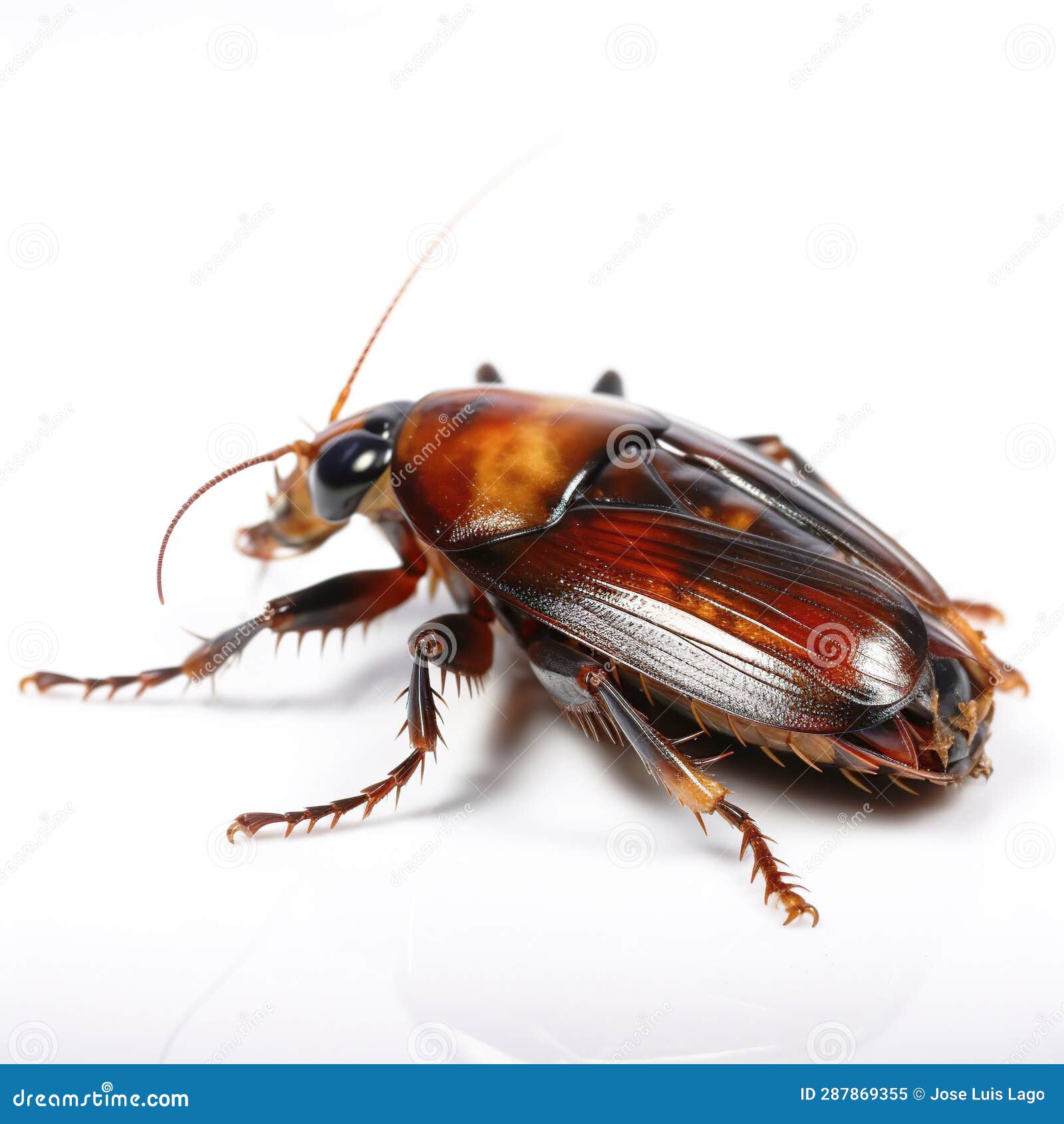 Close Up of a Cockroach on a White Background Stock Illustration ...