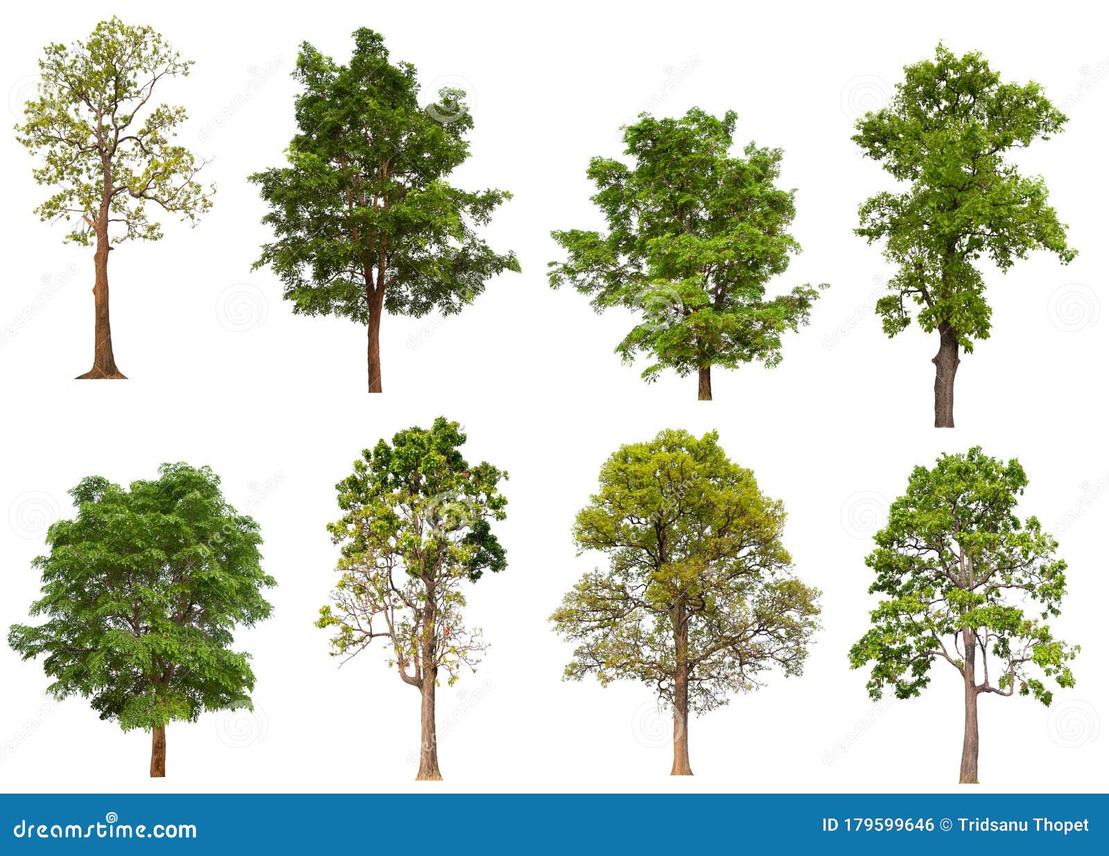 Collection Of Tree Isolated On White Background, Mimusops Elengi, Asian ...