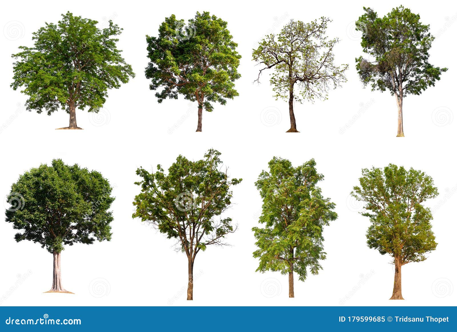 Collection Of Tree Isolated On White Background, Mimusops Elengi, Asian ...