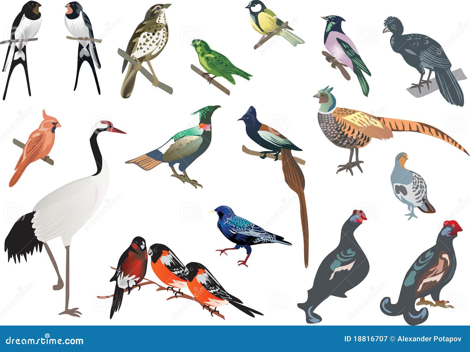 Isolated Color Birds Collection Royalty Free Stock Photography - Image ...