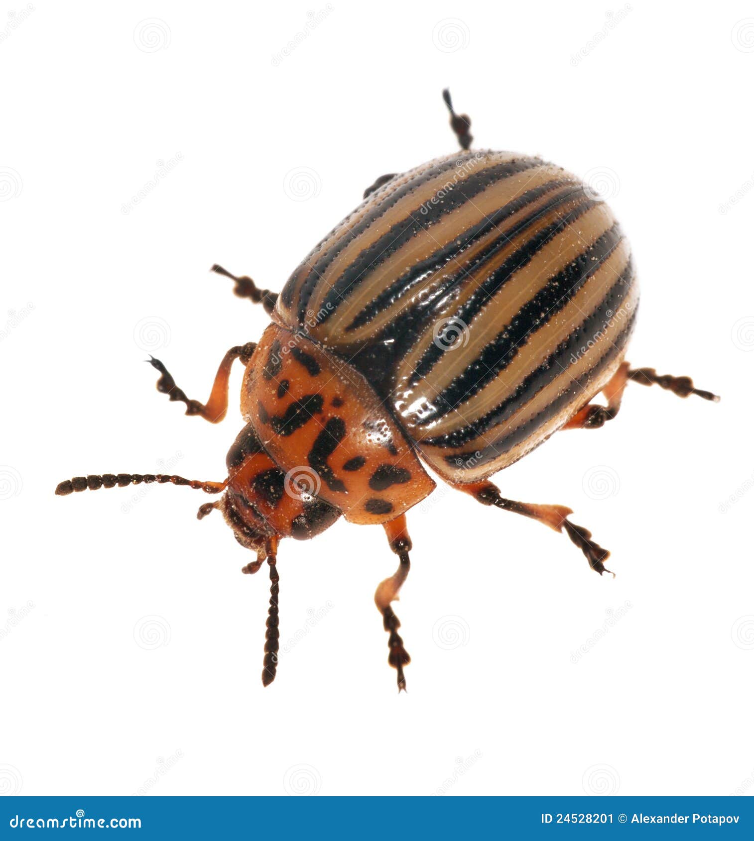 The Colorado Potato Beetle Royalty-Free Stock Photography ...