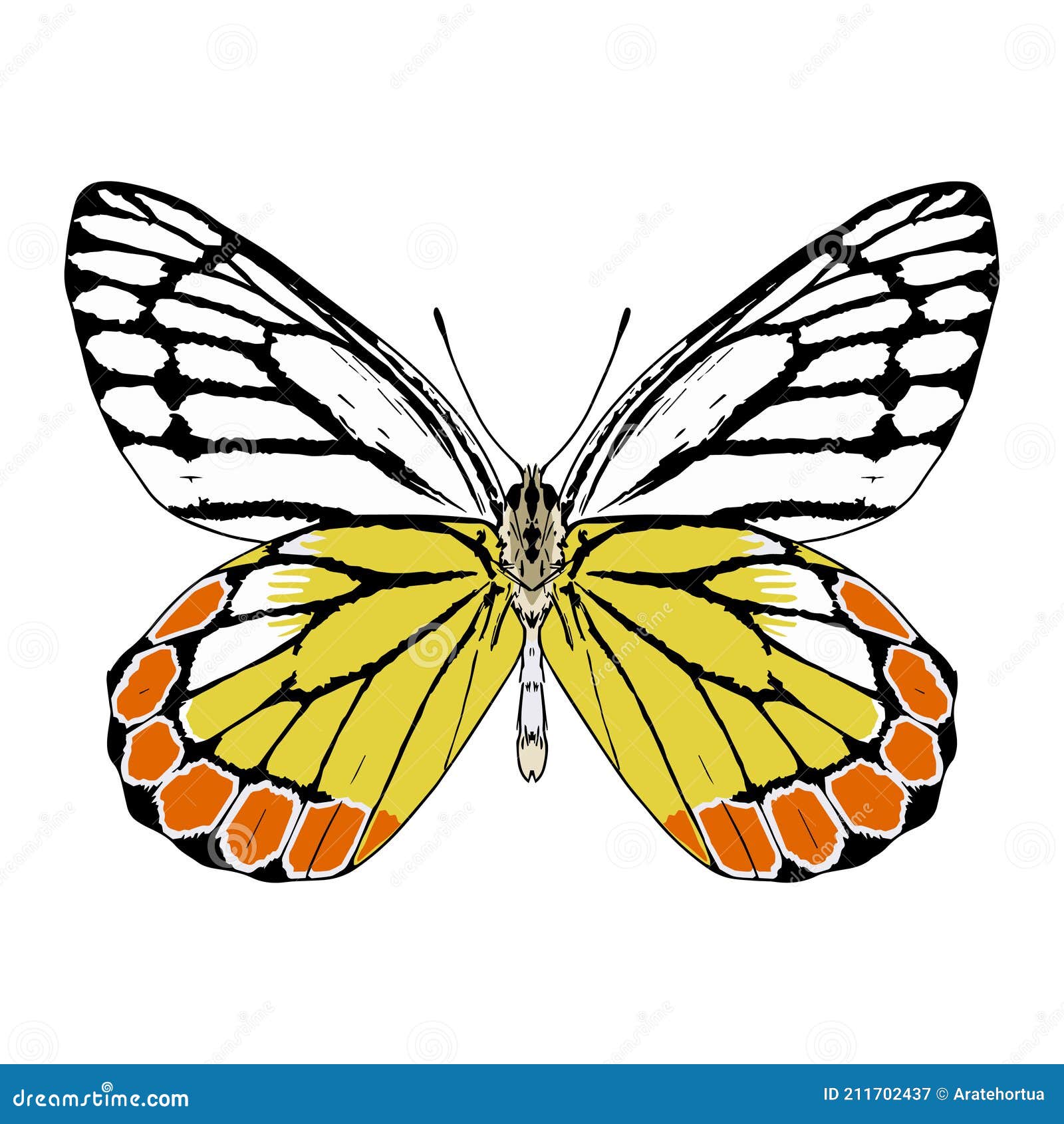 Isolated colored butterfly stock vector. Illustration of drawing ...