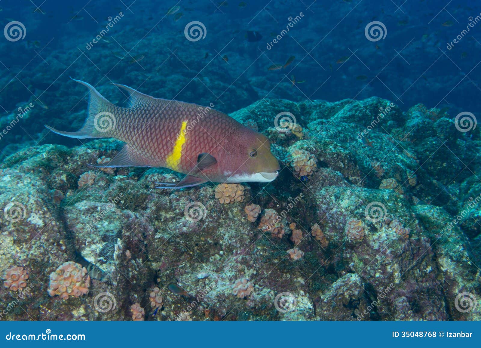 Isolated Colorful Grouper in the Blue Background Stock Photo - Image of ...
