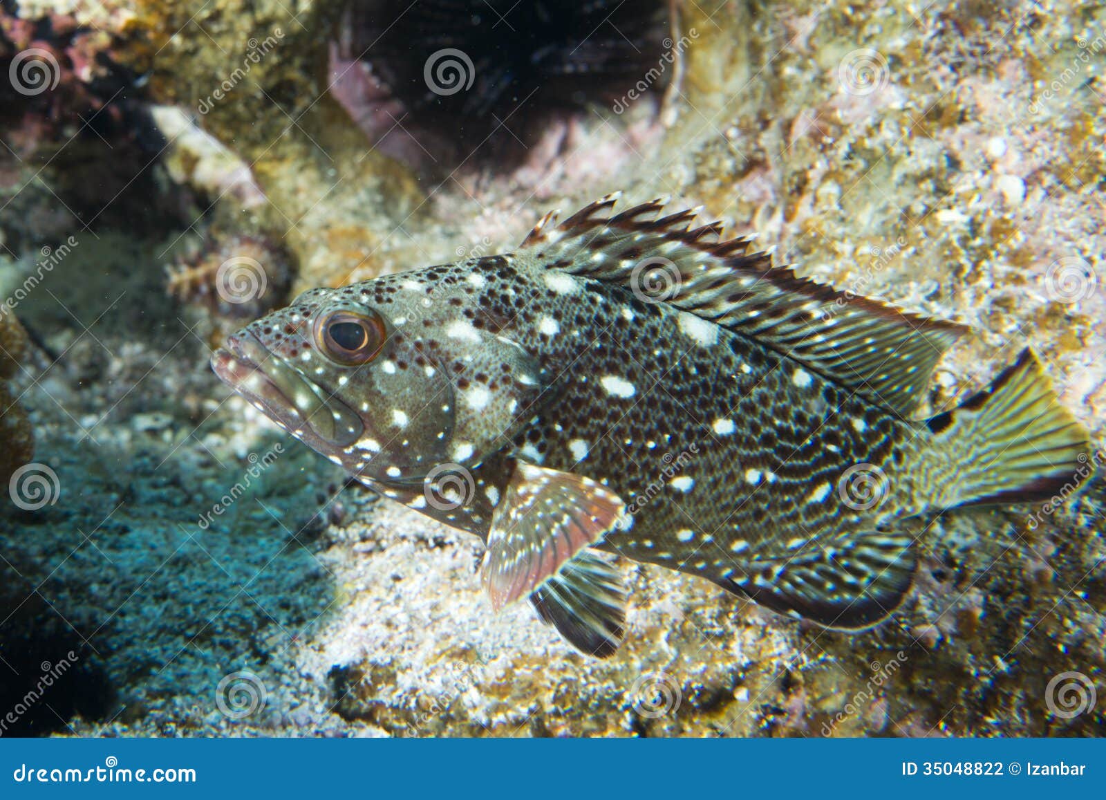 Isolated Colorful Grouper in the Blue Background Stock Photo - Image of ...