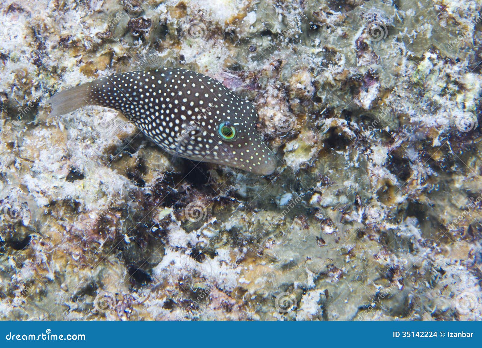 Isolated Colorful Puffer Fish Stock Photo - Image of deep, wildlife ...