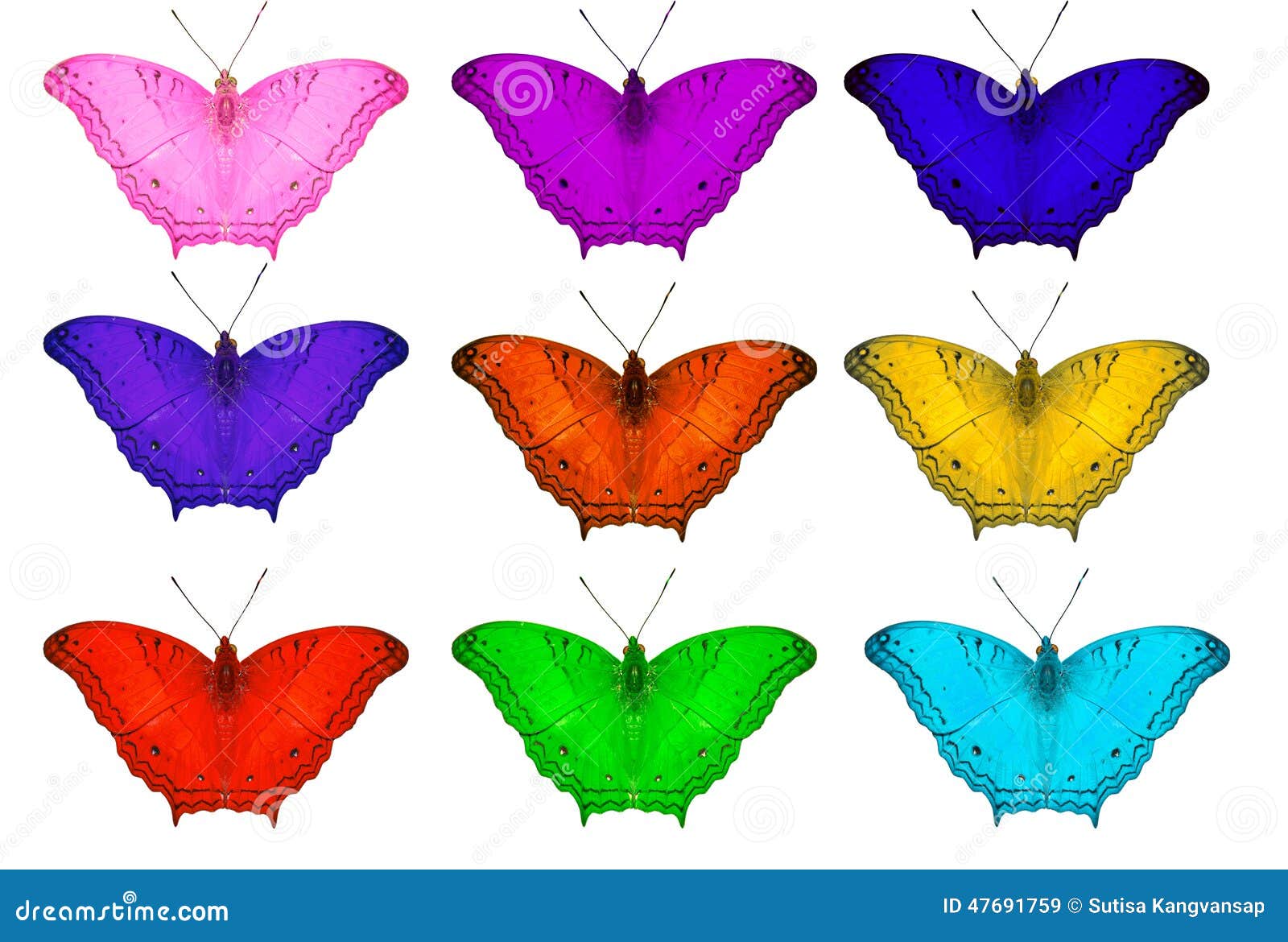 Isolated 9 Colors Common Cruiser Butterfly on White Stock Image - Image ...