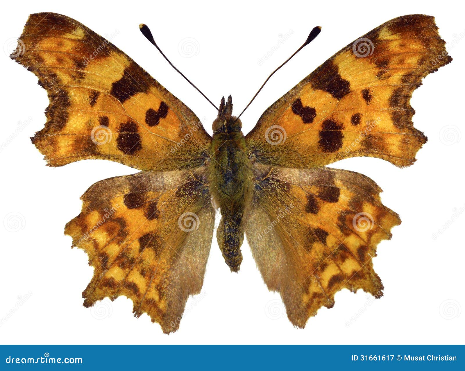 Comma Butterfly