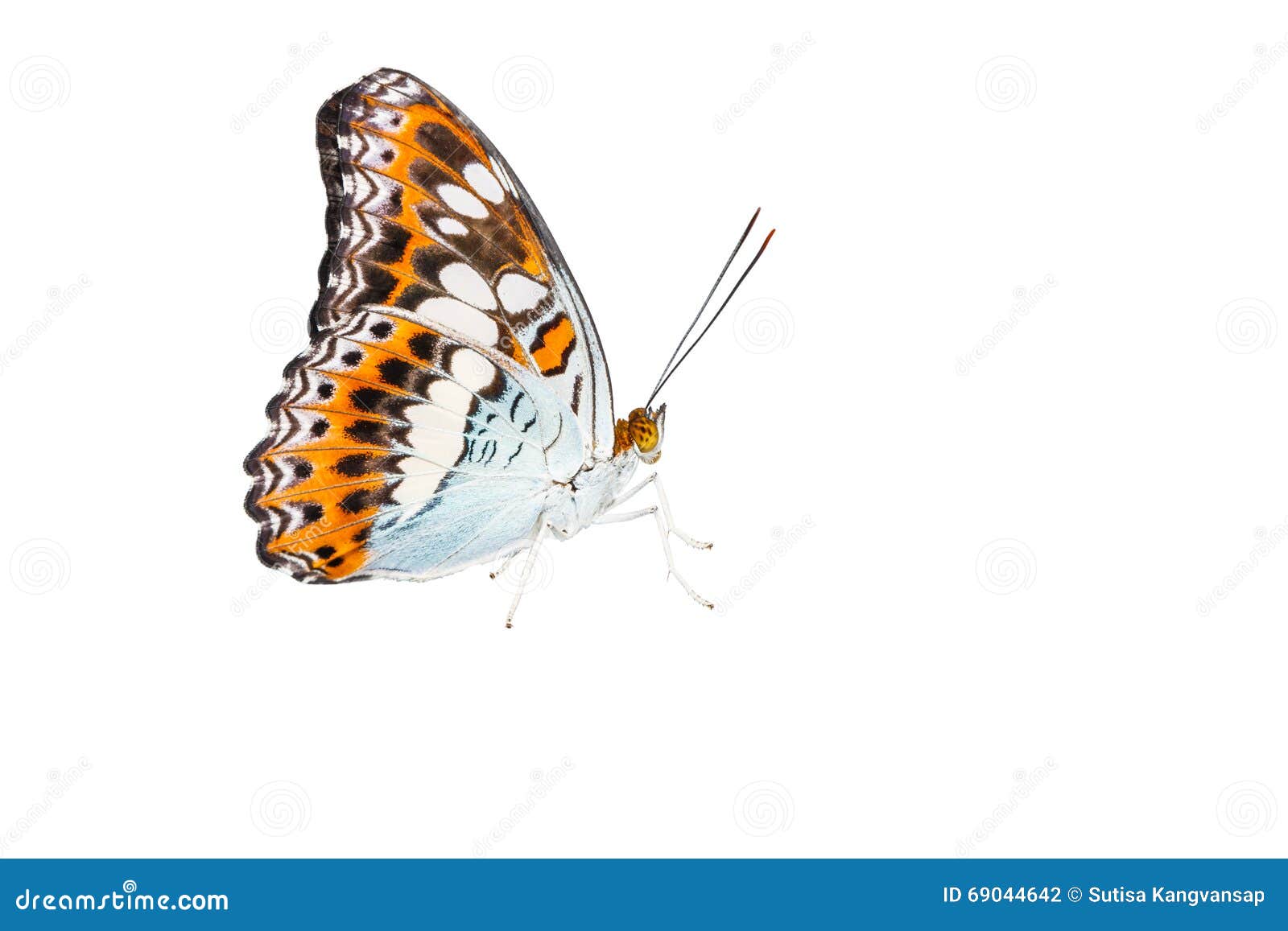 Isolated Commander Butterfly on White ( Moduza Procris ) Stock Photo ... Isolated Commander Butterfly on White ( Moduza Procris ) Stock Photo ...