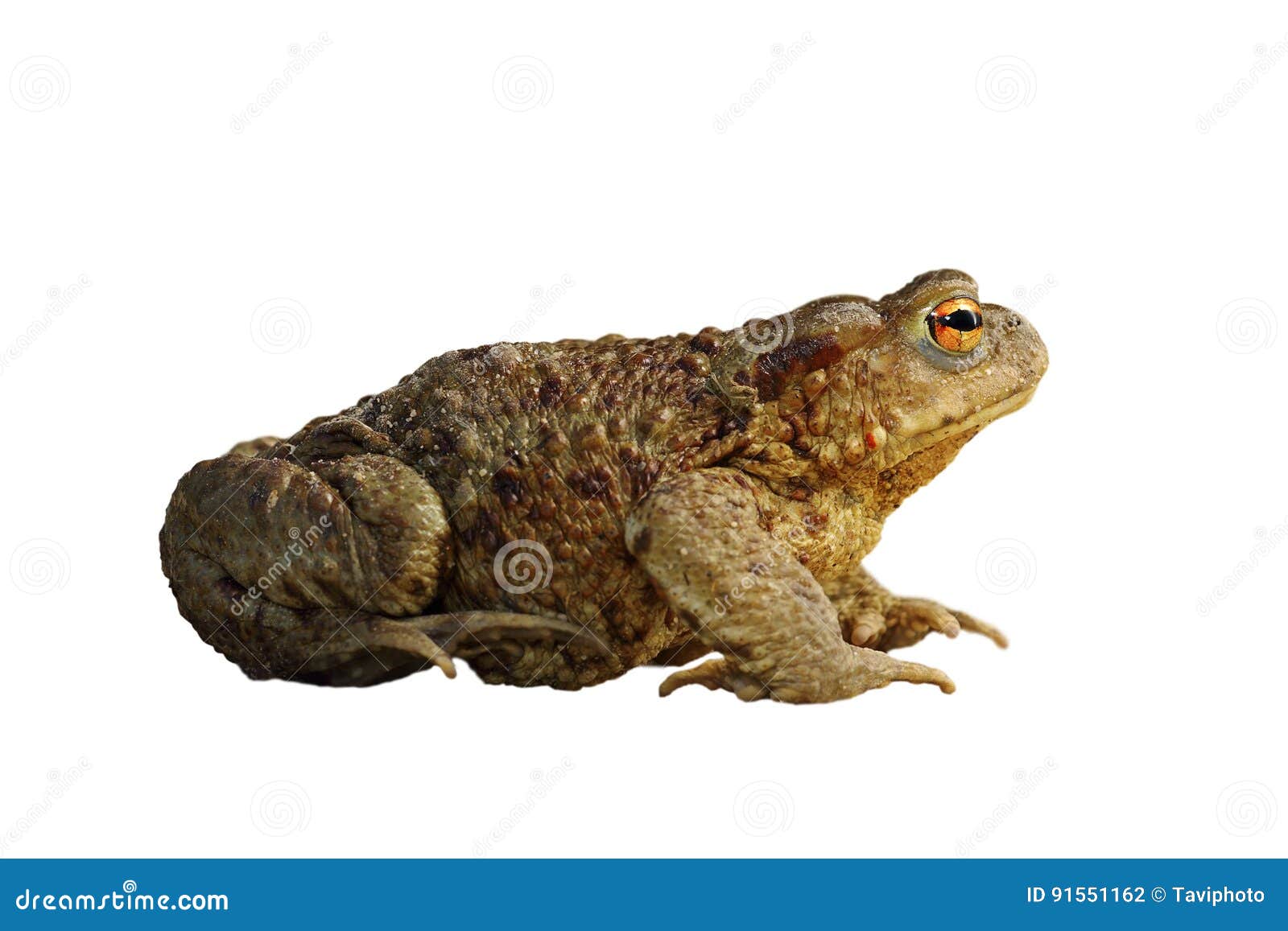 Isolated common brown toad stock photo. Image of creature - 91551162