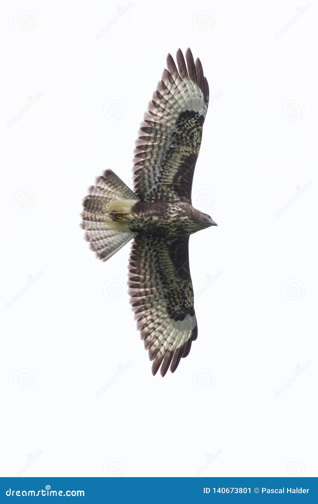 Isolated Common Buzzard Buteo Buteo Flying with Spread Wings Stock ...