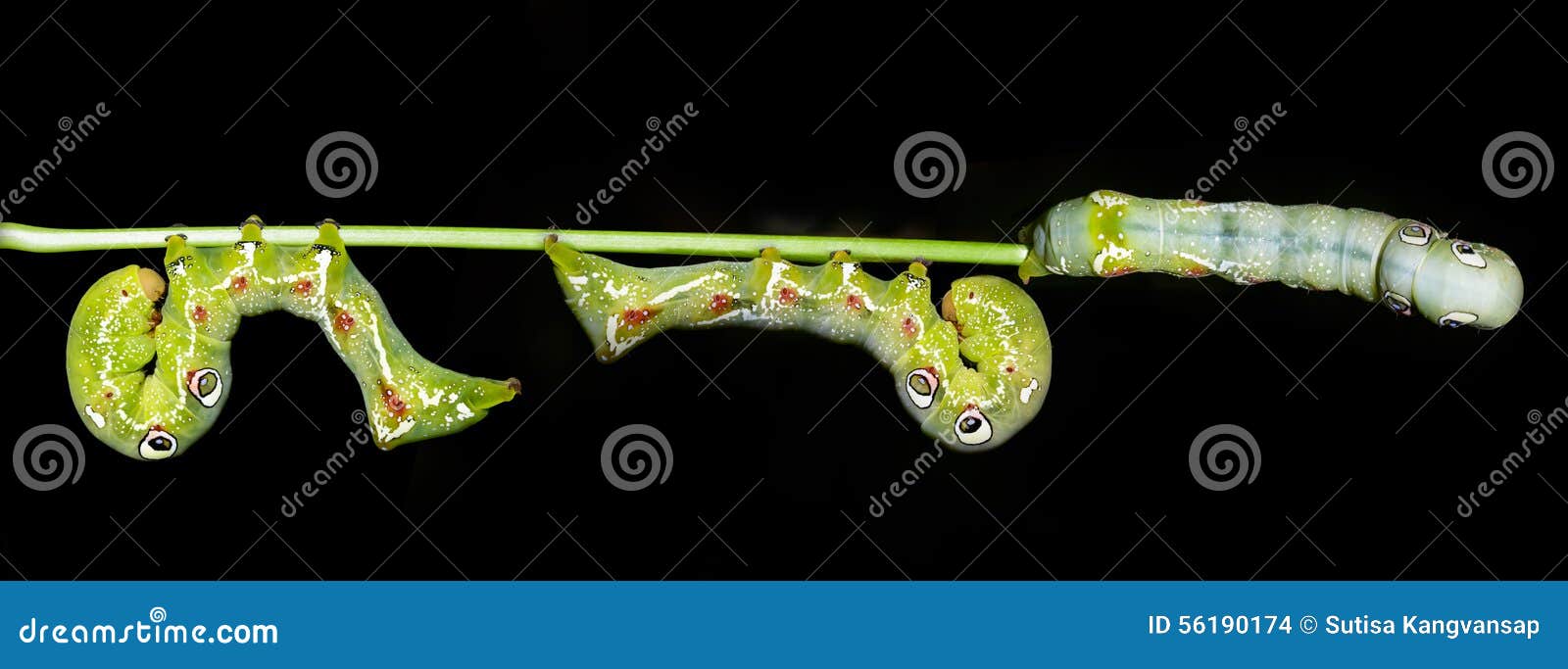 Calpini Stock Photos - Free & Royalty-Free Stock Photos from Dreamstime