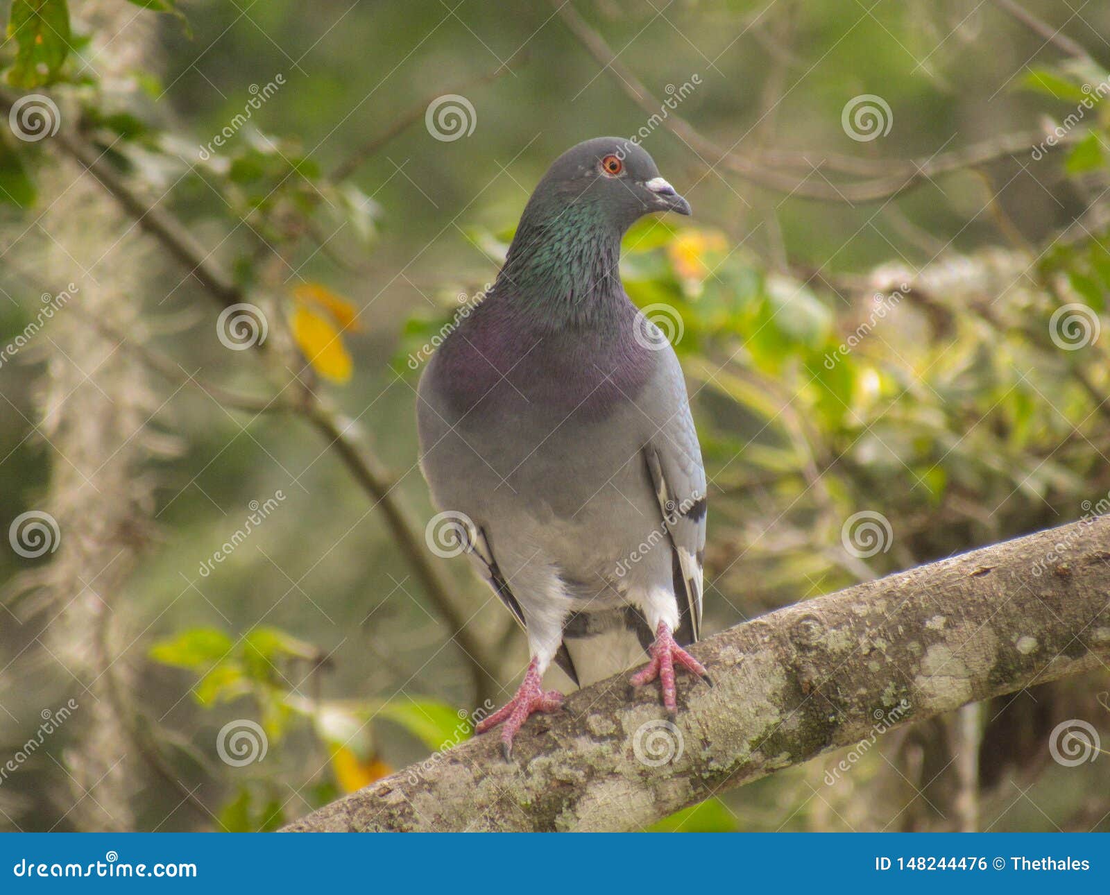 Isolated Common Pigeon Sitting on a Tree Stock Photo - Image of blue ...