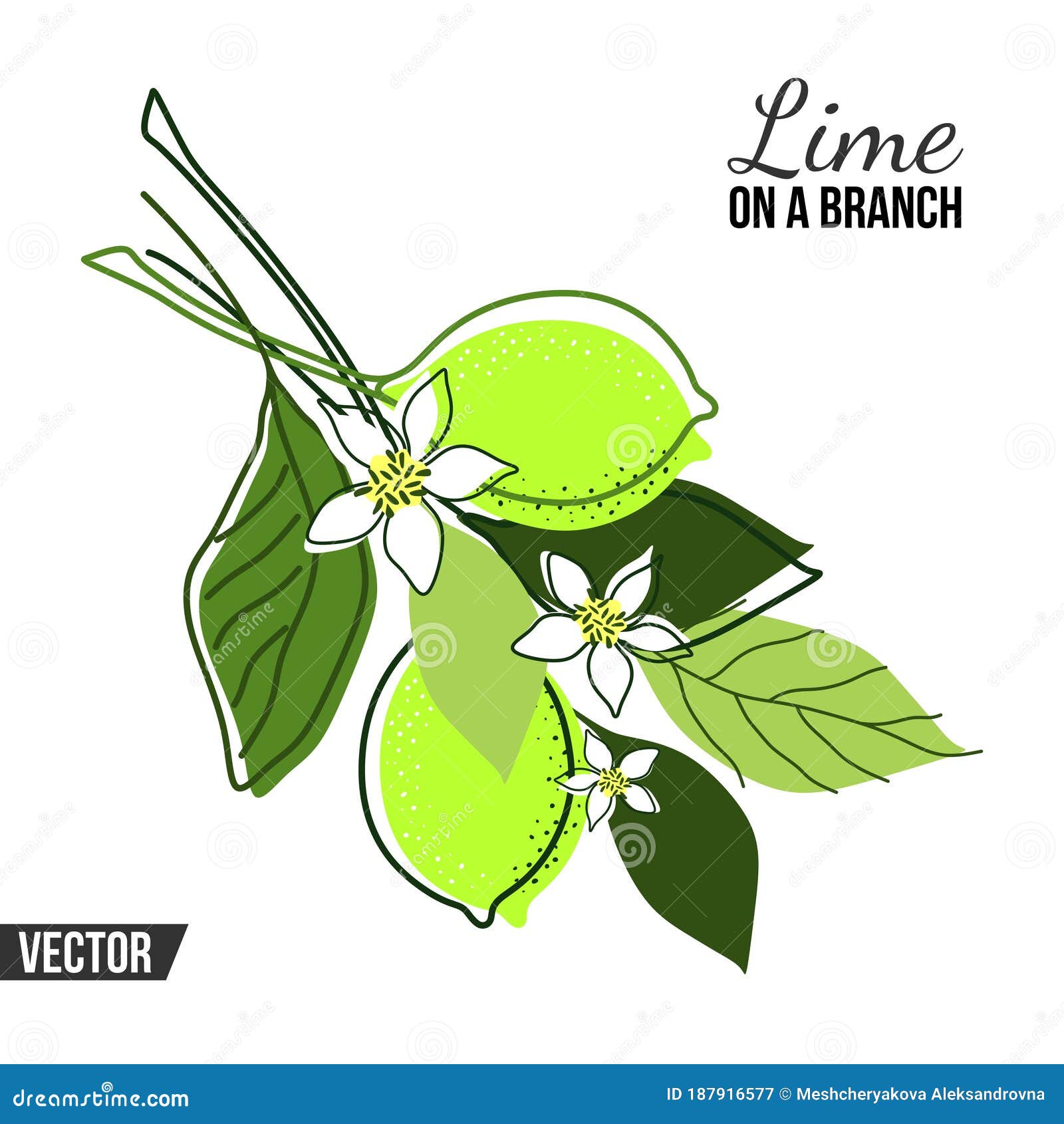 ISOLATED COMPOSITION with BRANCHES and FRUITS of a LIME TREE on a WHITE ...