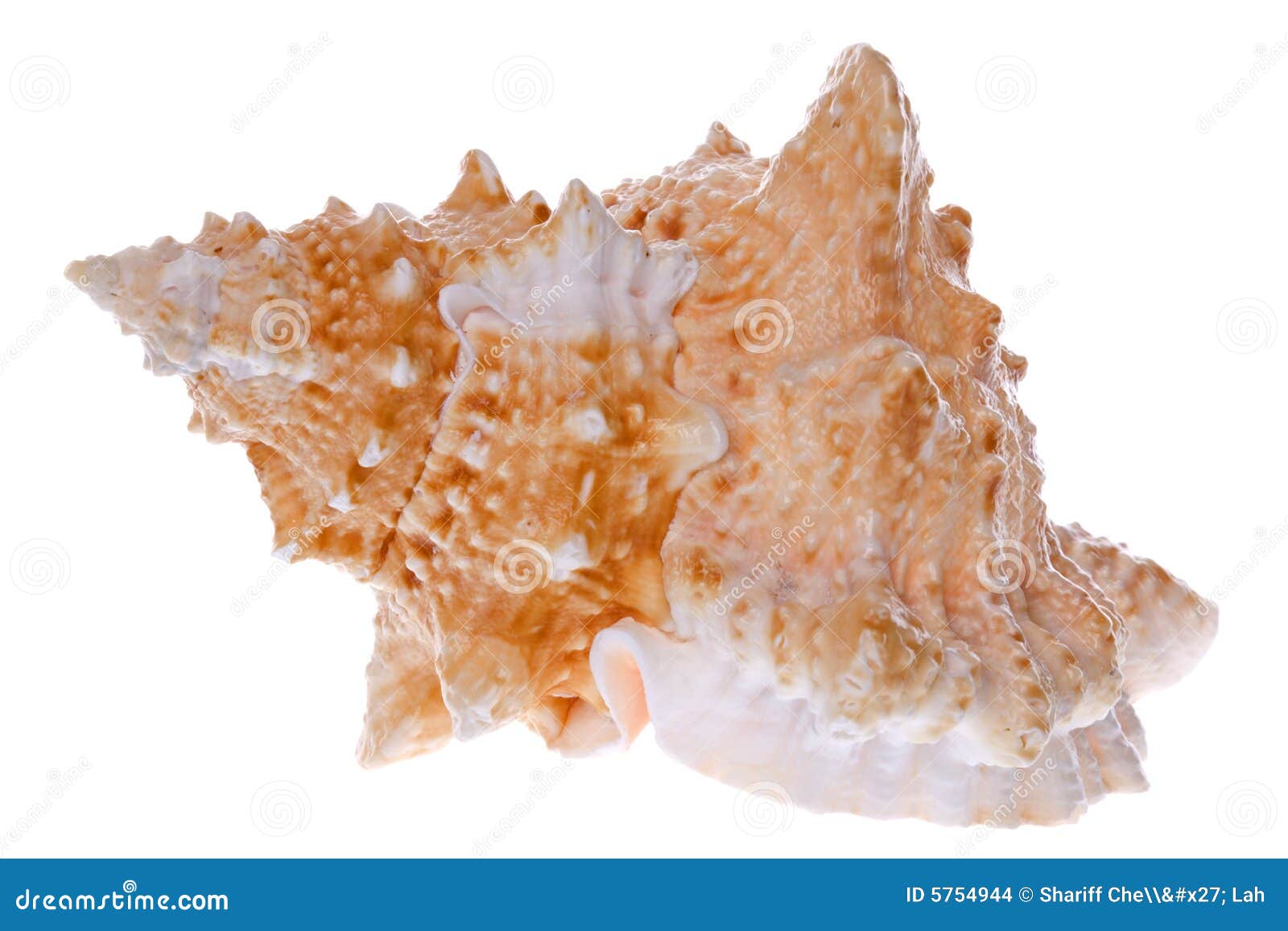 Isolated conch stock photo. Image of patterns, pattern - 5754944