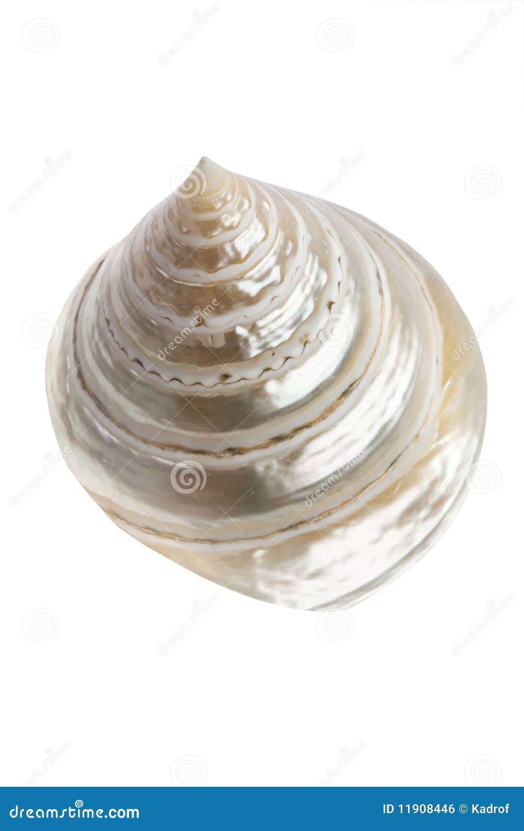 An isolated conch seashell stock photo. Image of reflection - 11908446