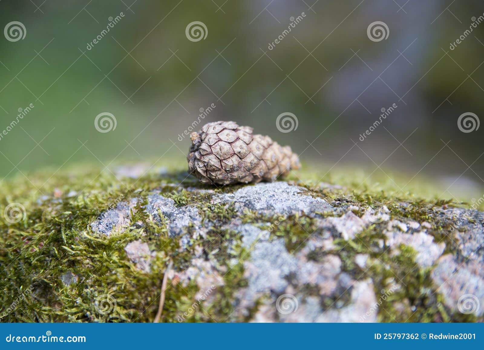 Isolated Cone Laying on Stony Land Stock Photo - Image of nature, land ...