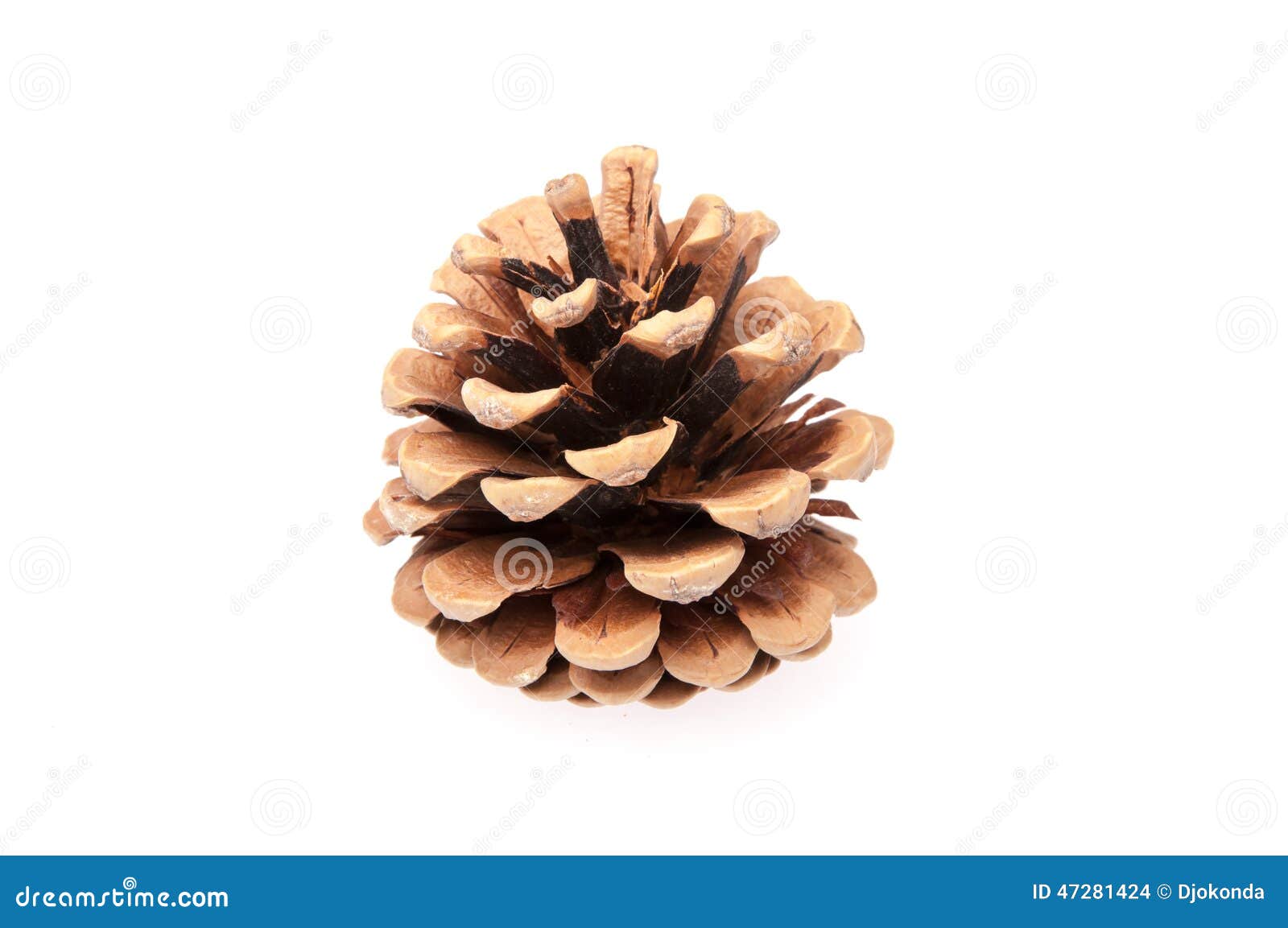 Isolated cone stock photo. Image of color, environment - 47281424