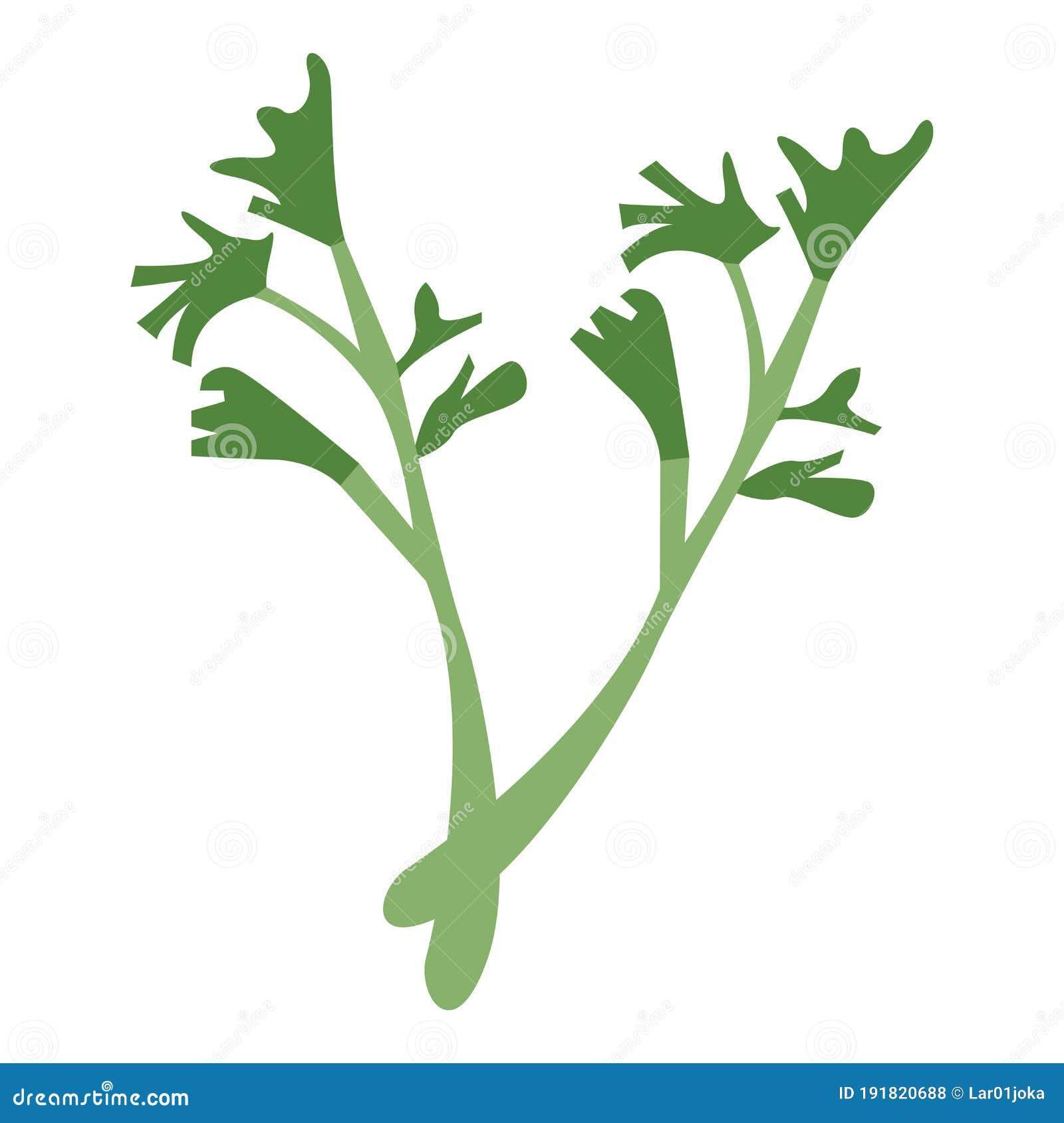 Isolated coriander icon stock vector. Illustration of coriander - 191820688