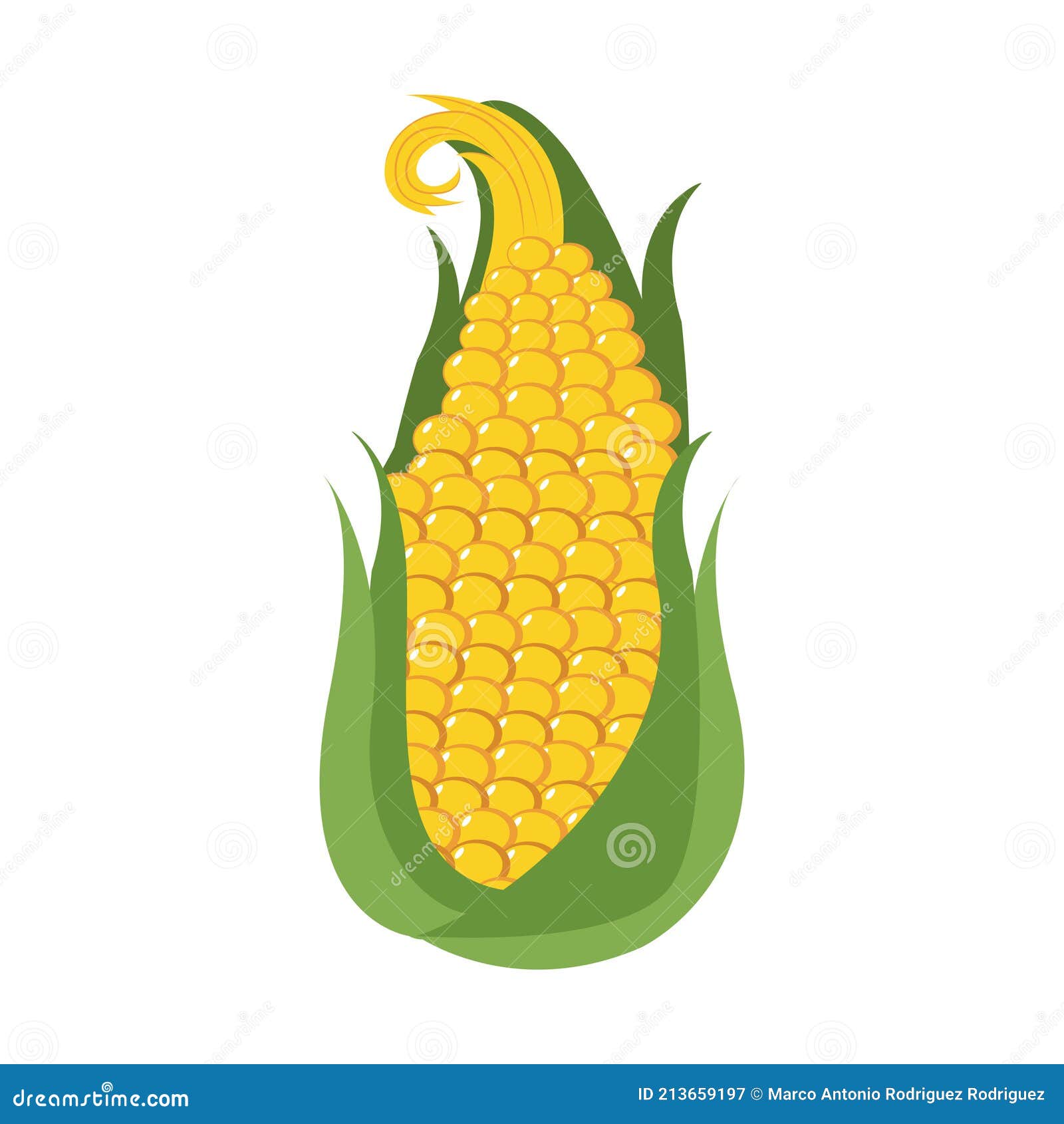 Isolated corn cob icon stock vector. Illustration of healthy - 213659197