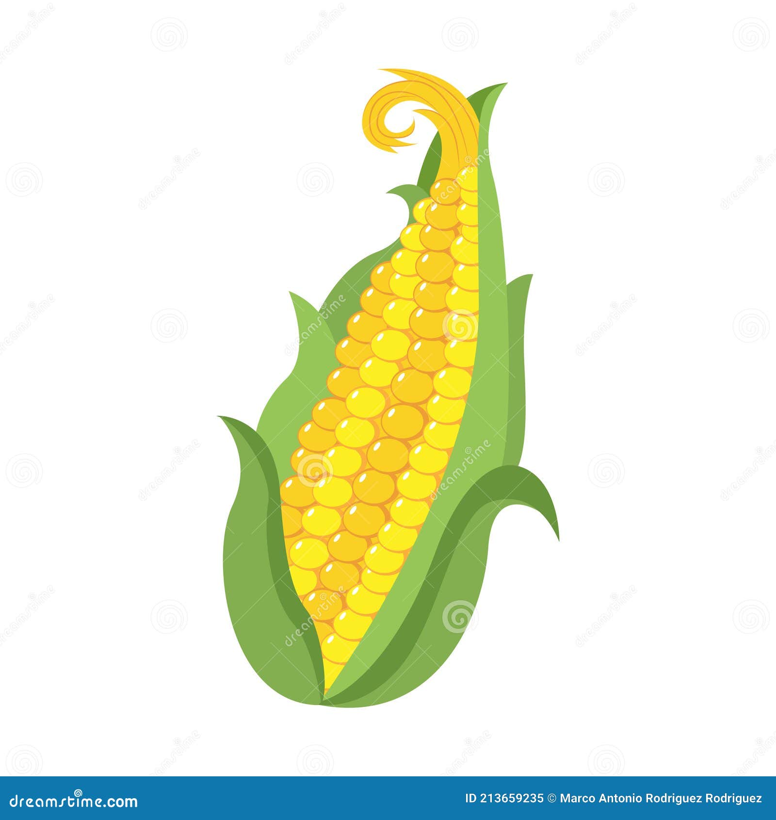 Isolated corn cob icon stock vector. Illustration of corn - 213659235