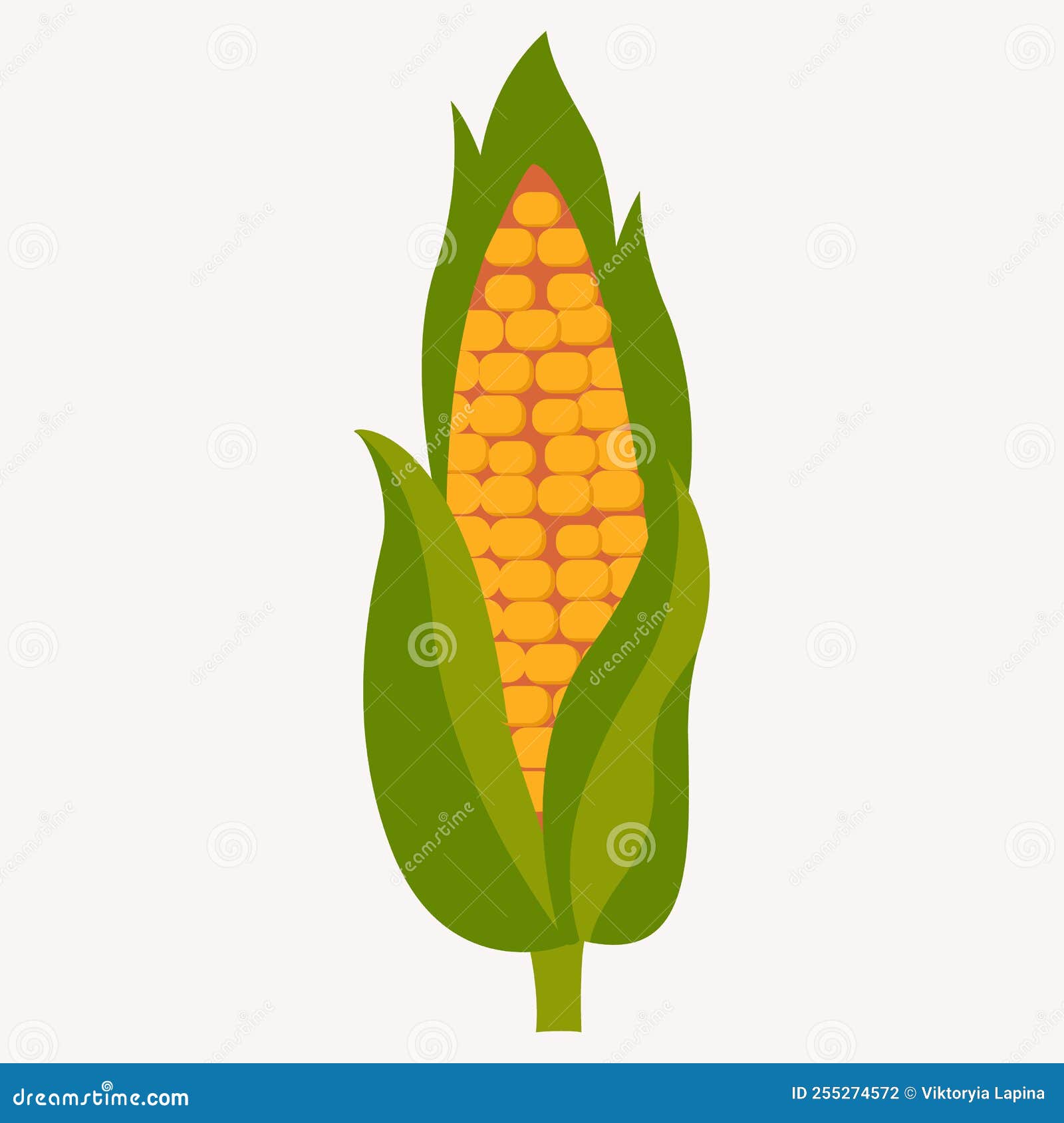 Isolated Corn Cob Icon. Vegetable Icon Vector Illustration Stock Vector ...