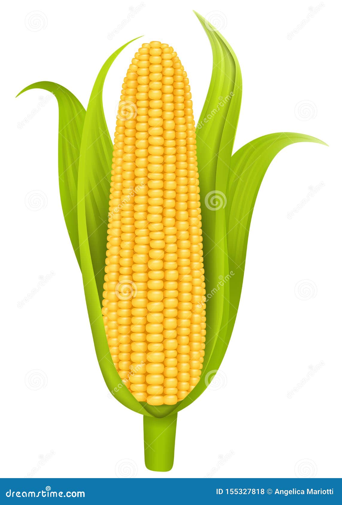 Isolated Corn Cob Illustration Vector Stock Vector - Illustration of ...