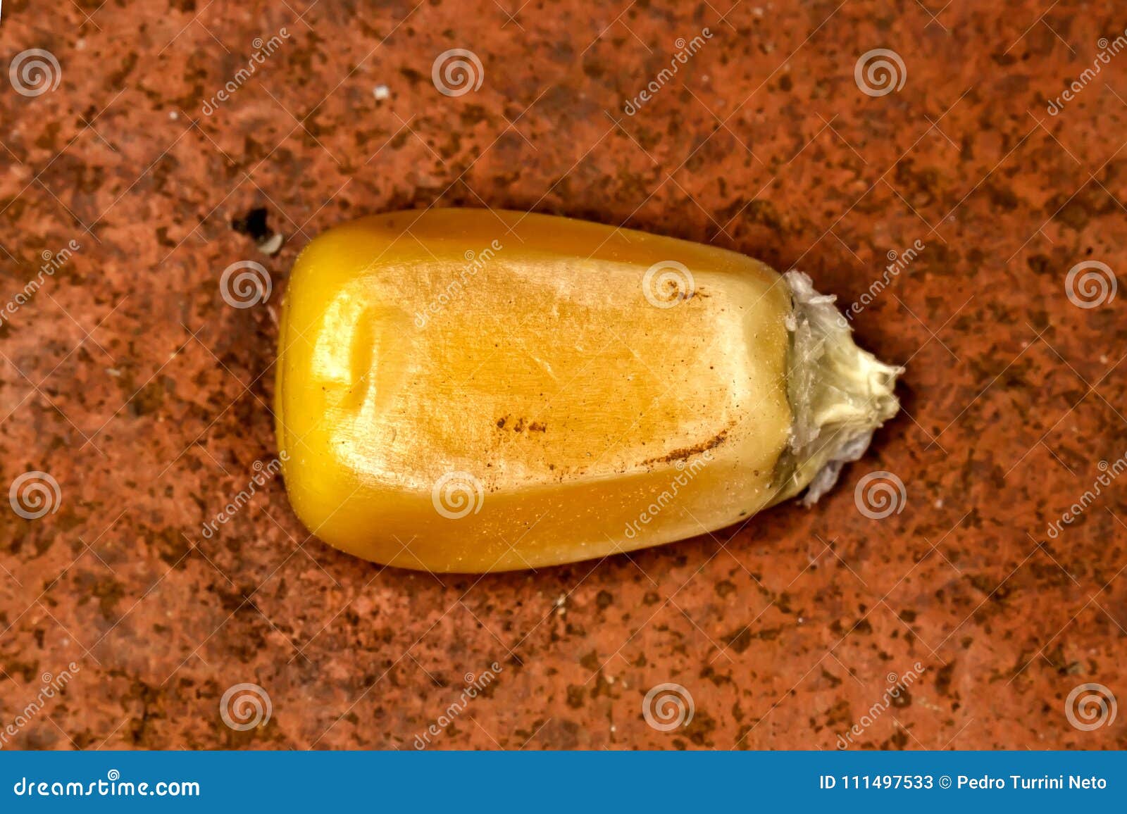 Isolated Corn Grain on Clay Floor Close Up Stock Image - Image of seed ...