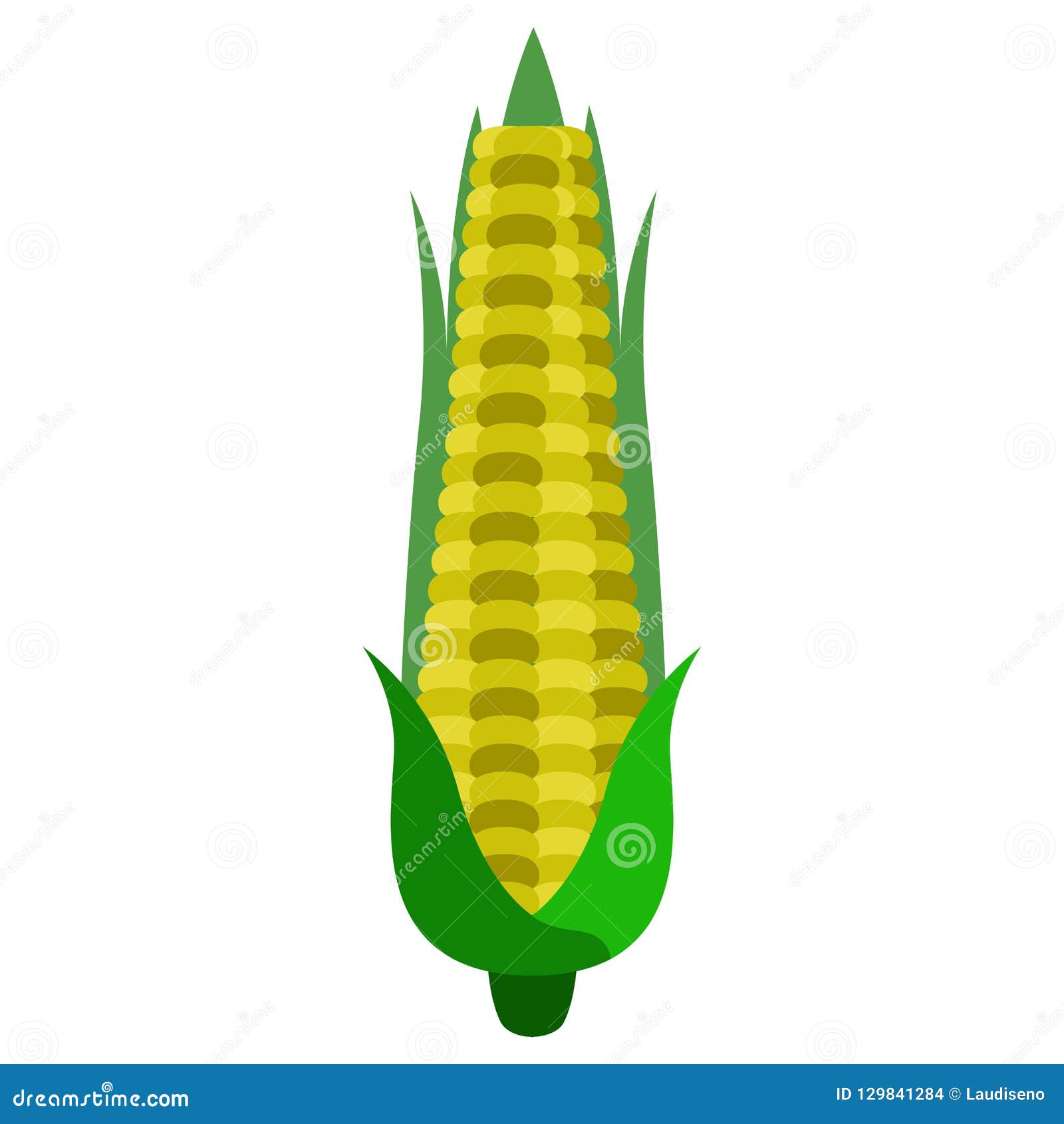 Isolated corn with leaves stock vector. Illustration of leaf - 129841284