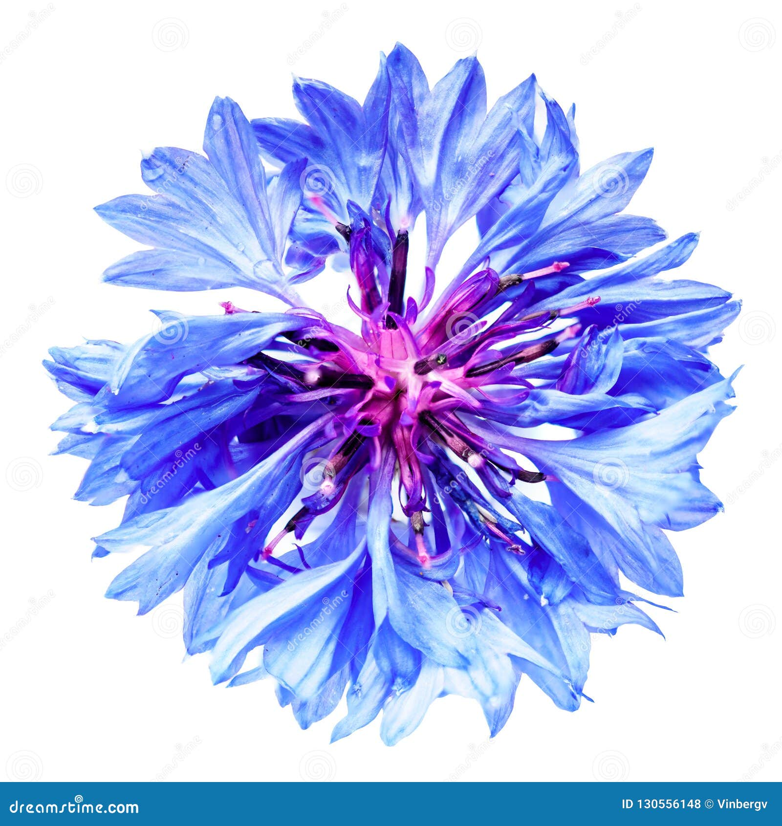 Isolated Cornflower Blue on a White Background Stock Photo - Image of ...