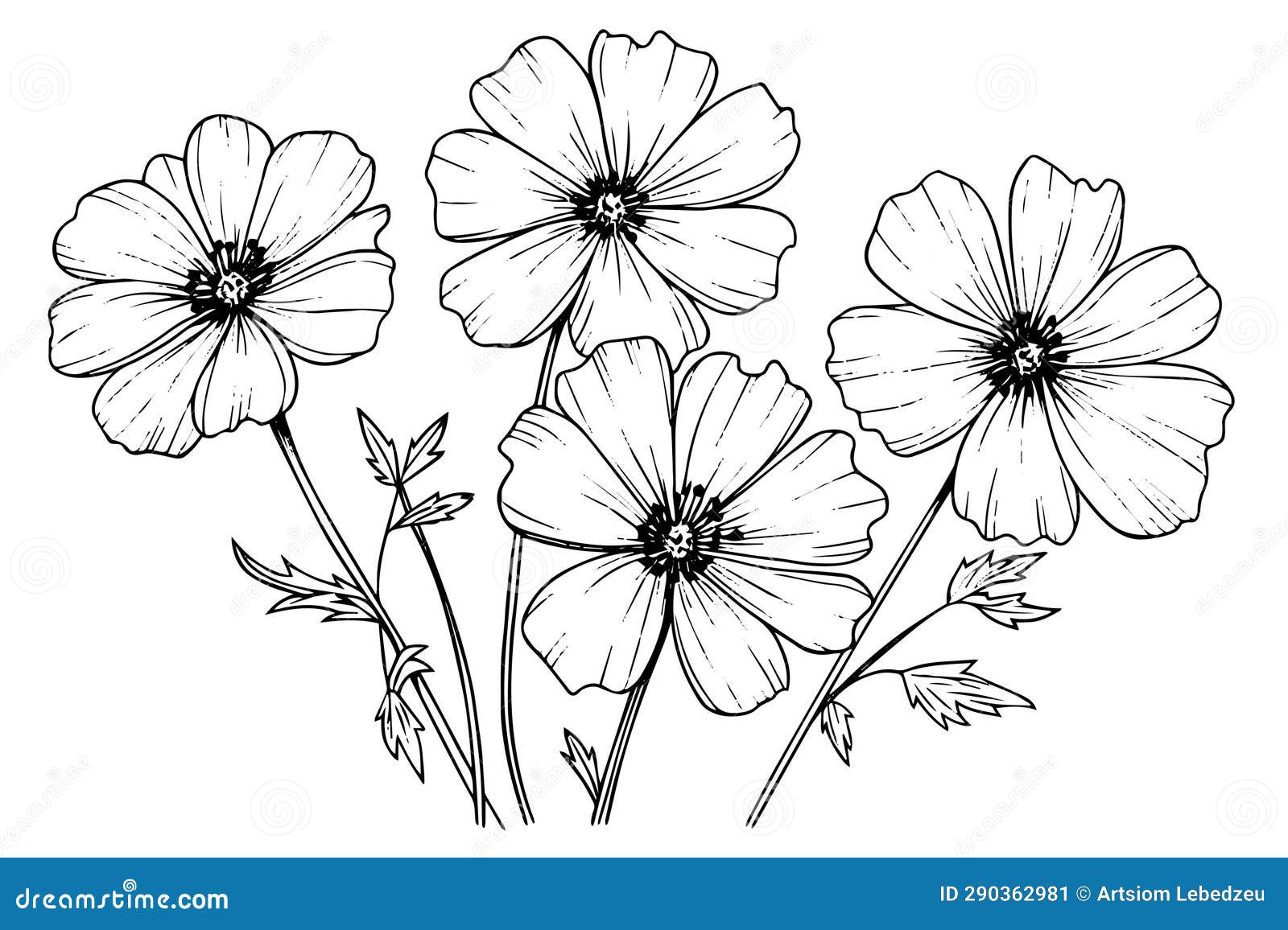 Isolated Cosmea Vector Illustration Element. Black and White Engraving ...