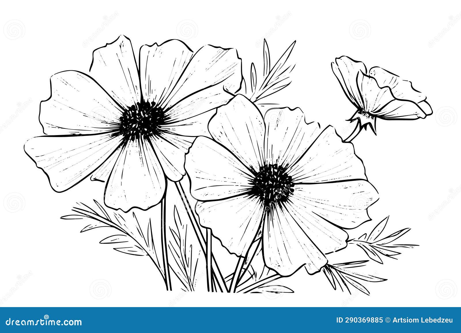 Isolated Cosmea Vector Illustration Element. Black and White Engraving ...