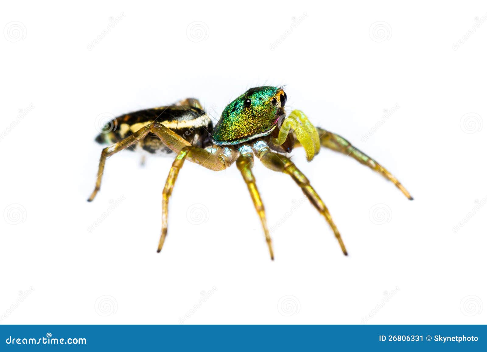 Male Cosmophasis Umbratica Jumping Spider Scratching Its Stormach ...