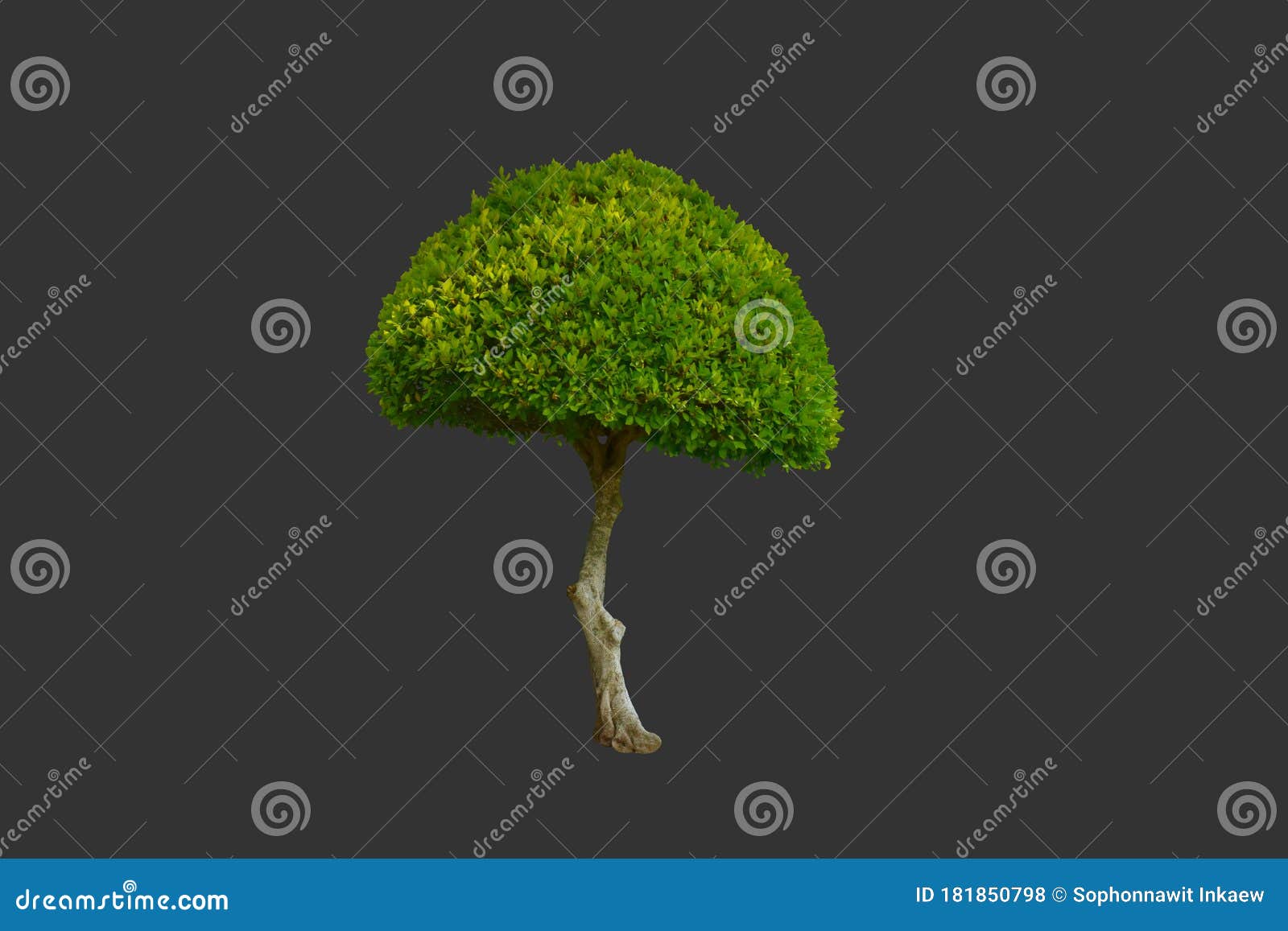 Council Tree stock photo. Image of cityscape, building - 181850798