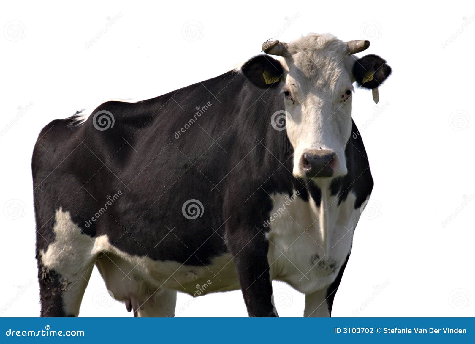 Isolated cow stock photo. Image of outdoor, isolation - 3100702