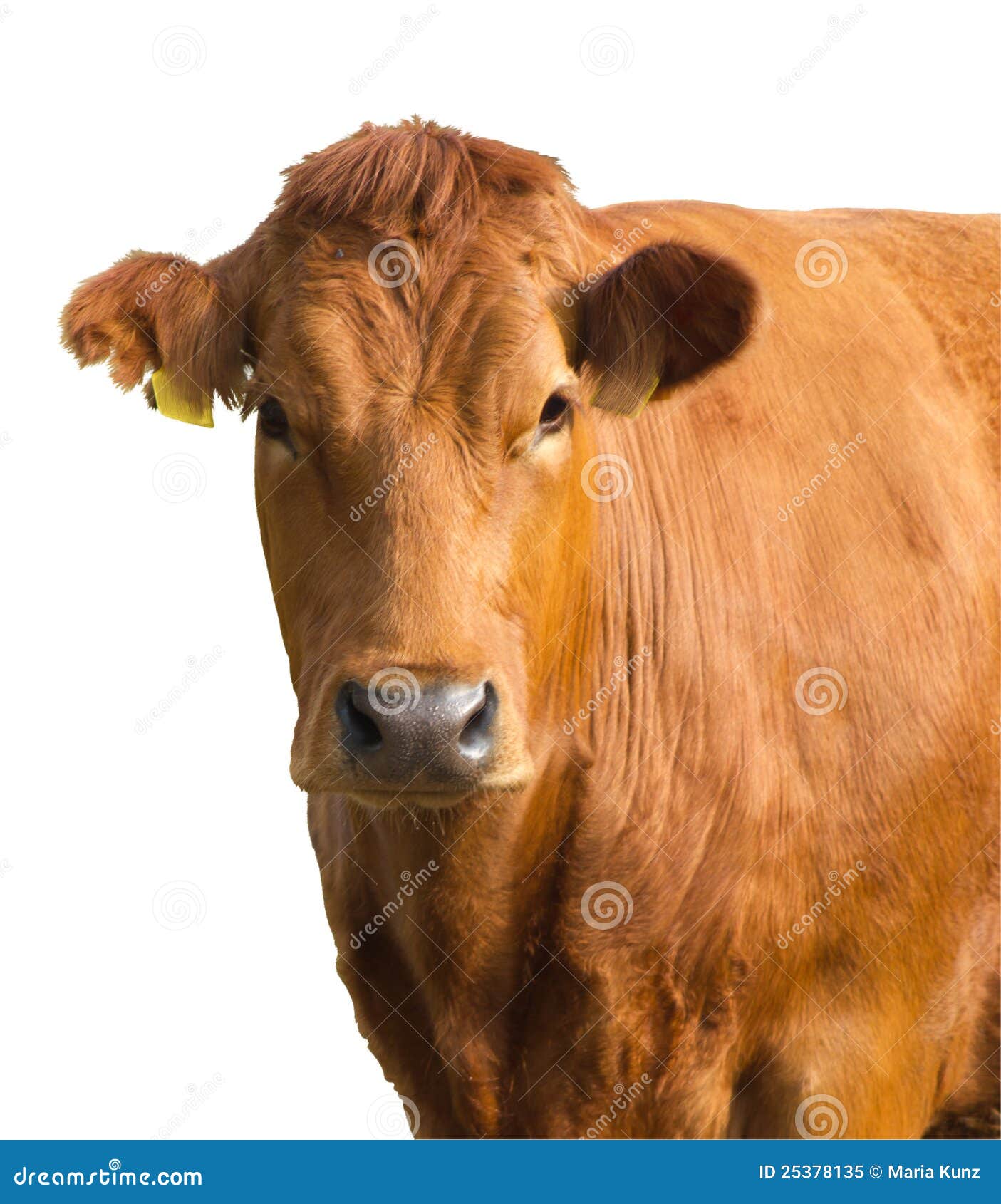 Isolated cow portrait stock image. Image of nostril, bovine - 25378135
